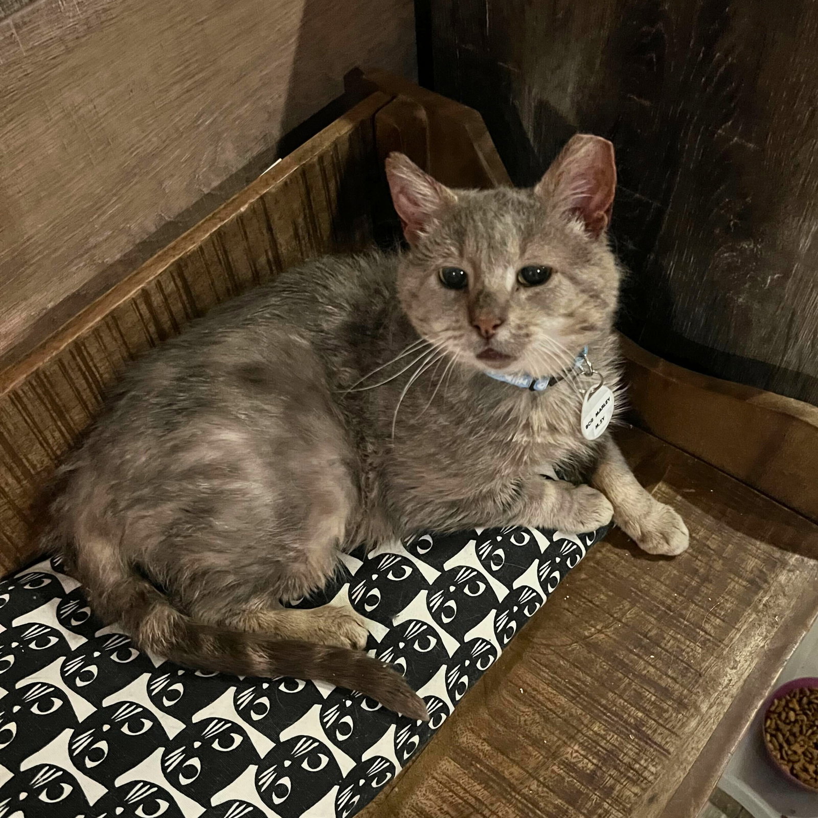 Our Cats - Brooklyn Cat Cafe
