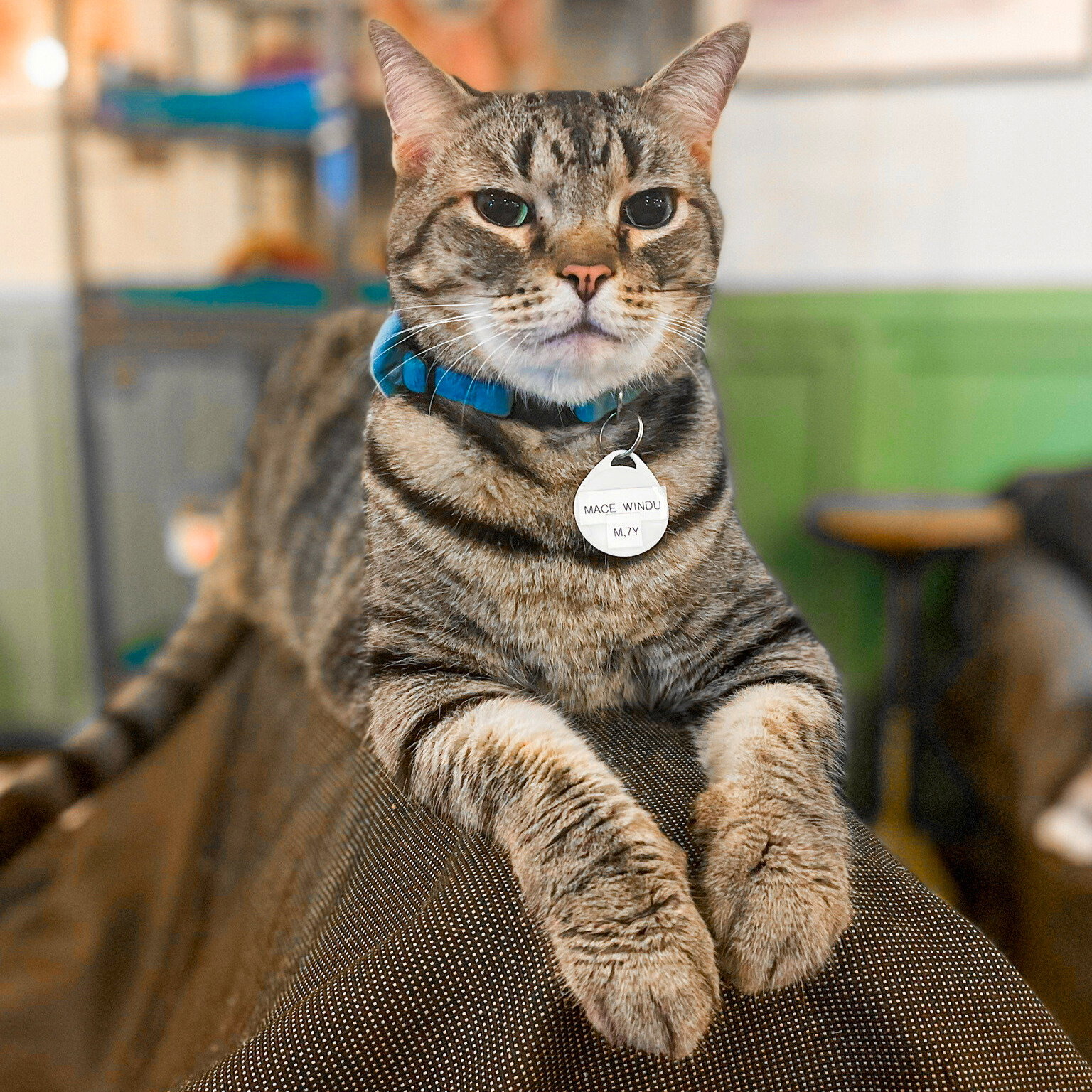Our Cats - Brooklyn Cat Cafe