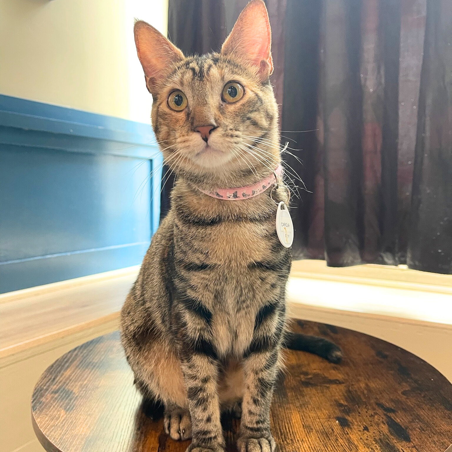 Our Cats - Brooklyn Cat Cafe