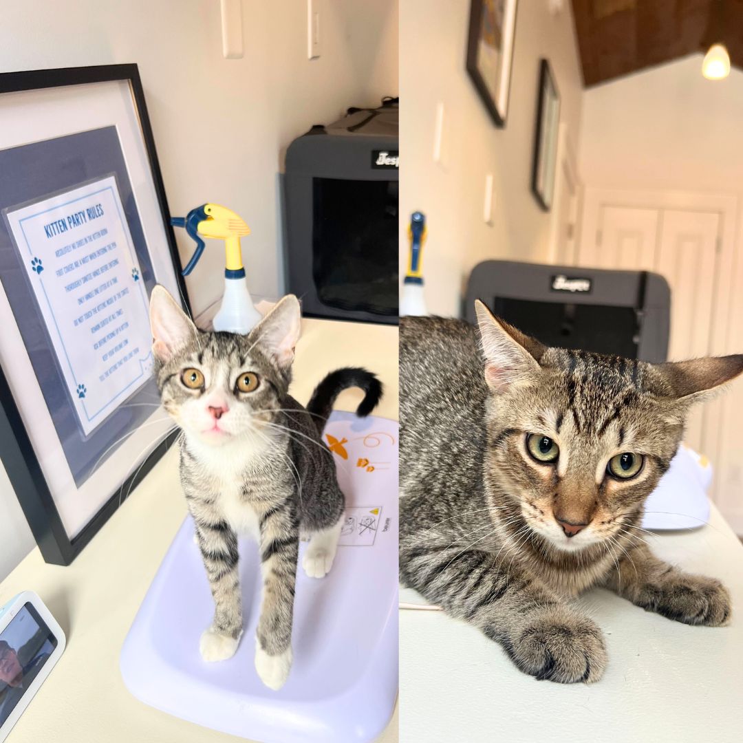 Our Cats - Brooklyn Cat Cafe