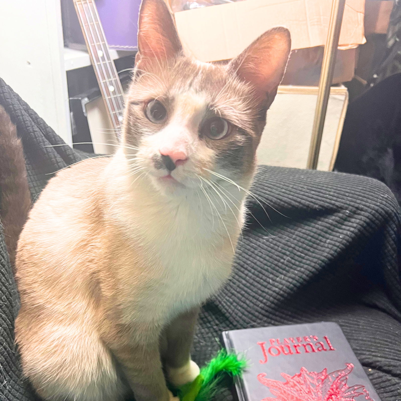 Our Cats - Brooklyn Cat Cafe