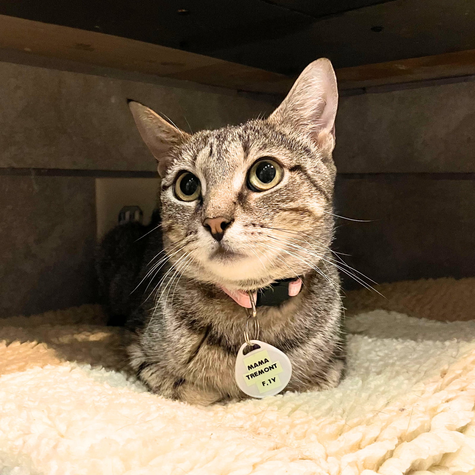 Our Cats - Brooklyn Cat Cafe