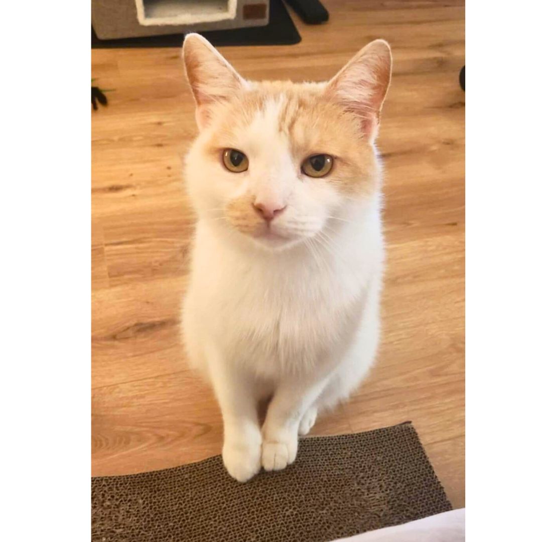 Our Cats - Brooklyn Cat Cafe