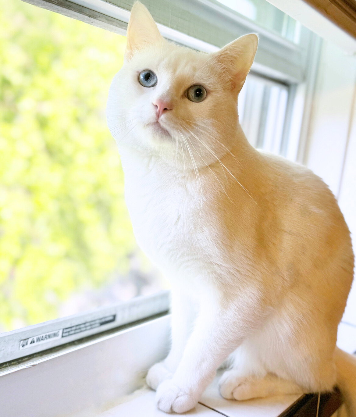 Snowball - Brooklyn Cat Cafe