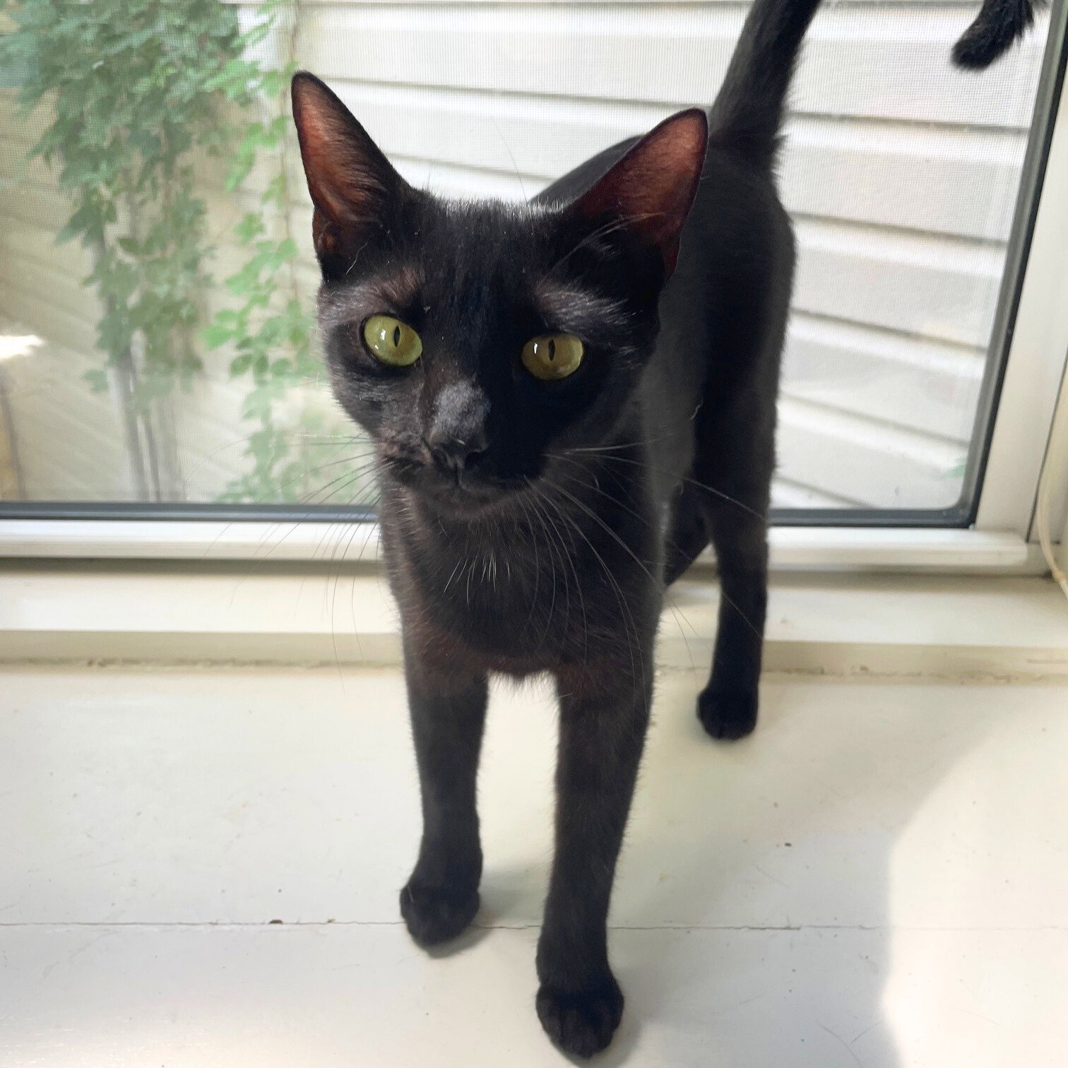 Luna - Brooklyn Cat Cafe