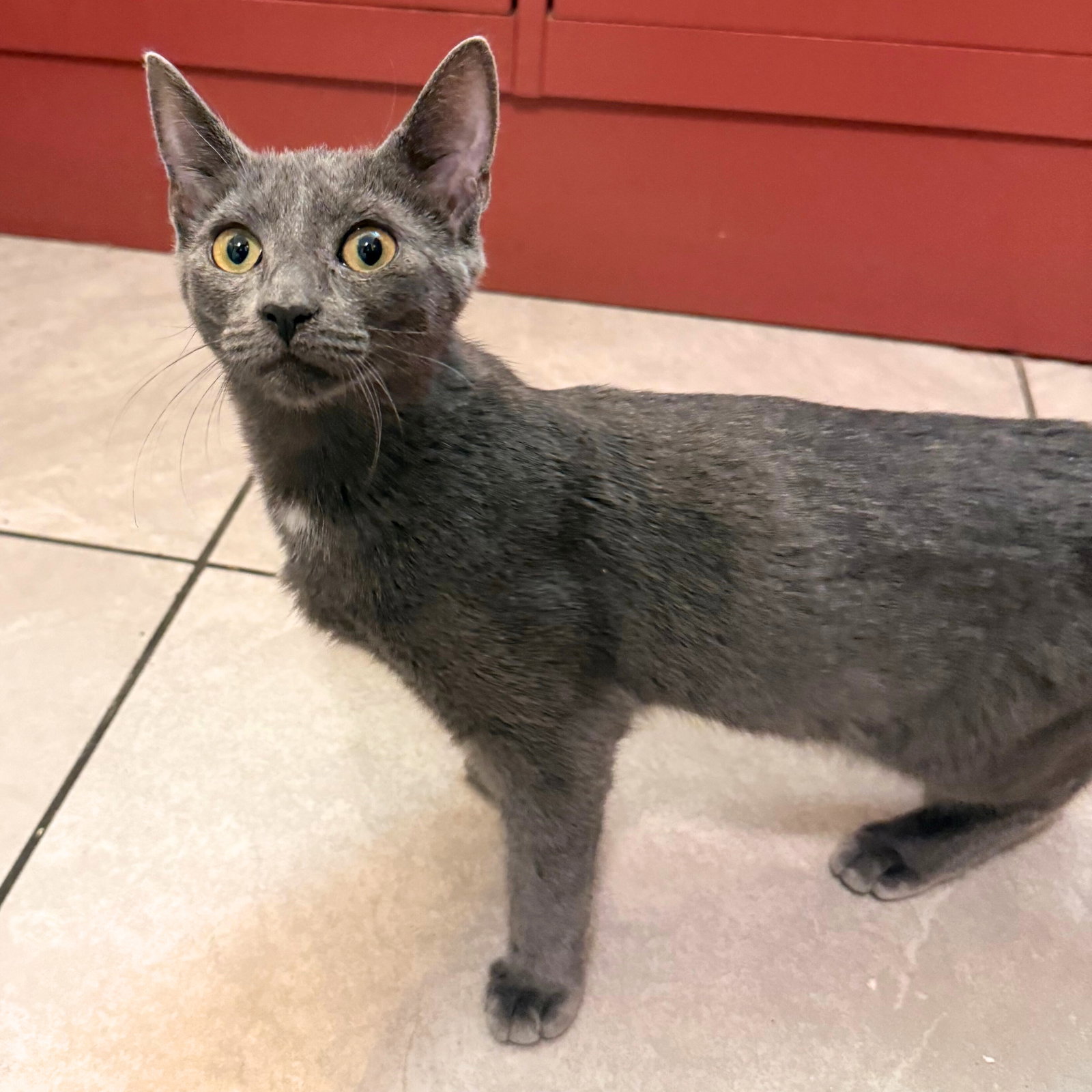 Glimmer & Sliver - Brooklyn Cat Cafe