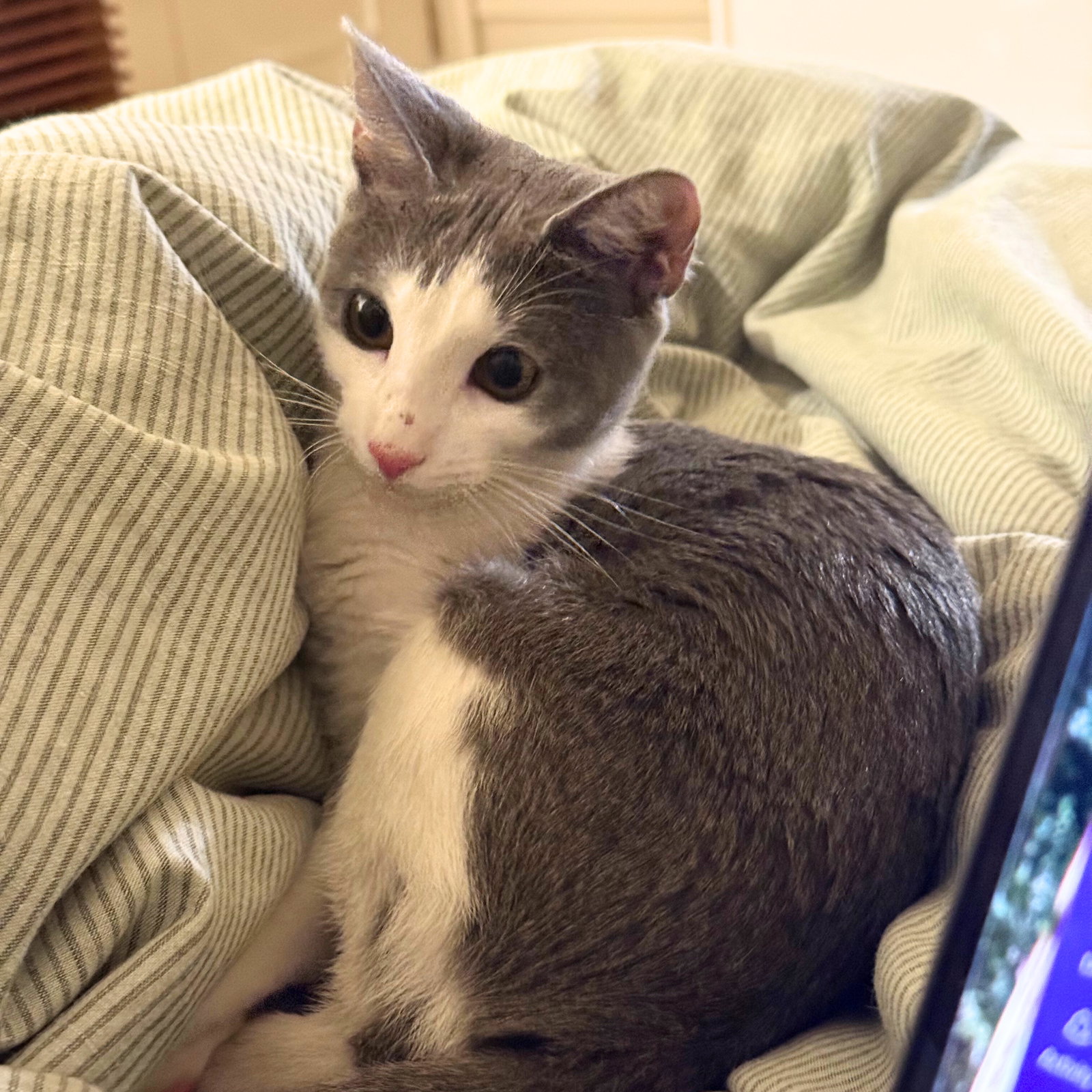 Torrance Tompkins - Brooklyn Cat Cafe