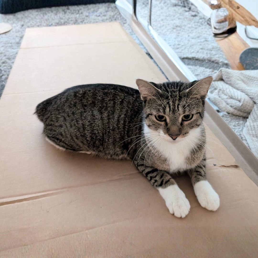 Bronx - Brooklyn Cat Cafe