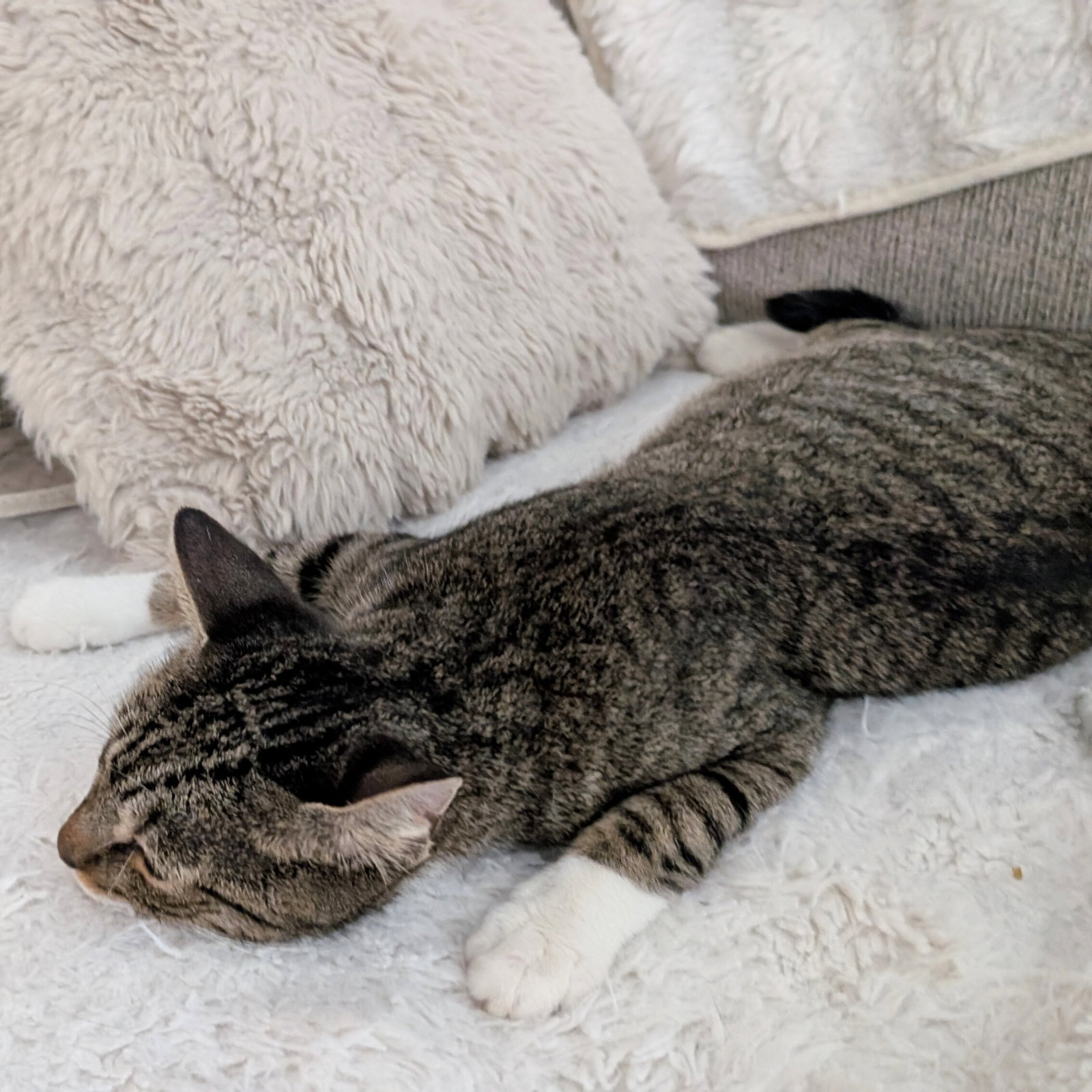 Bronx - Brooklyn Cat Cafe