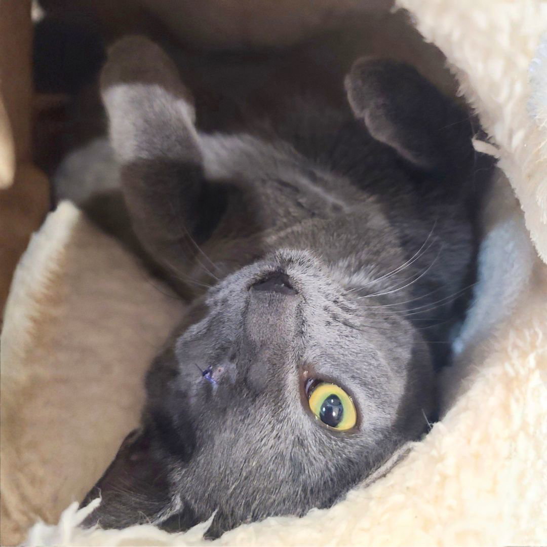 Nico - Brooklyn Cat Cafe