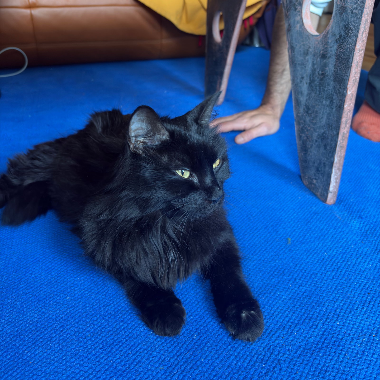 Wooly Garvey - Brooklyn Cat Cafe