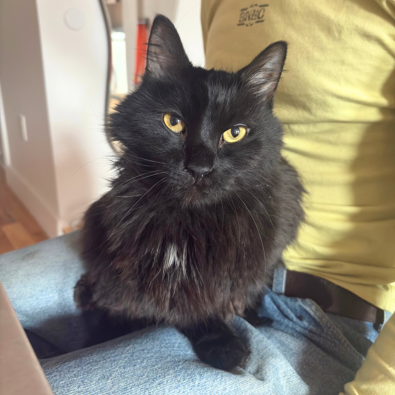 Wooly Garvey - Brooklyn Cat Cafe