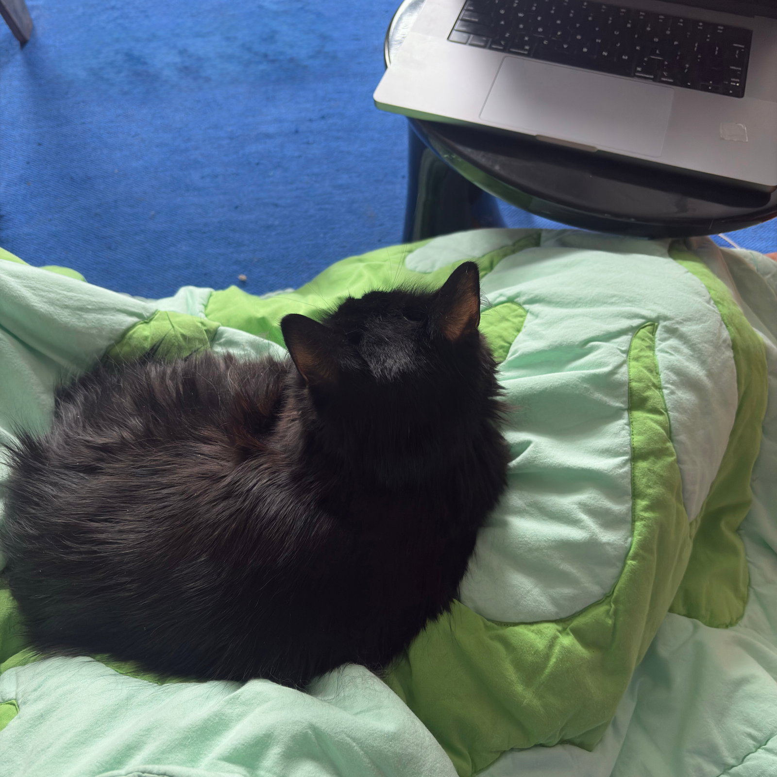 Wooly Garvey - Brooklyn Cat Cafe