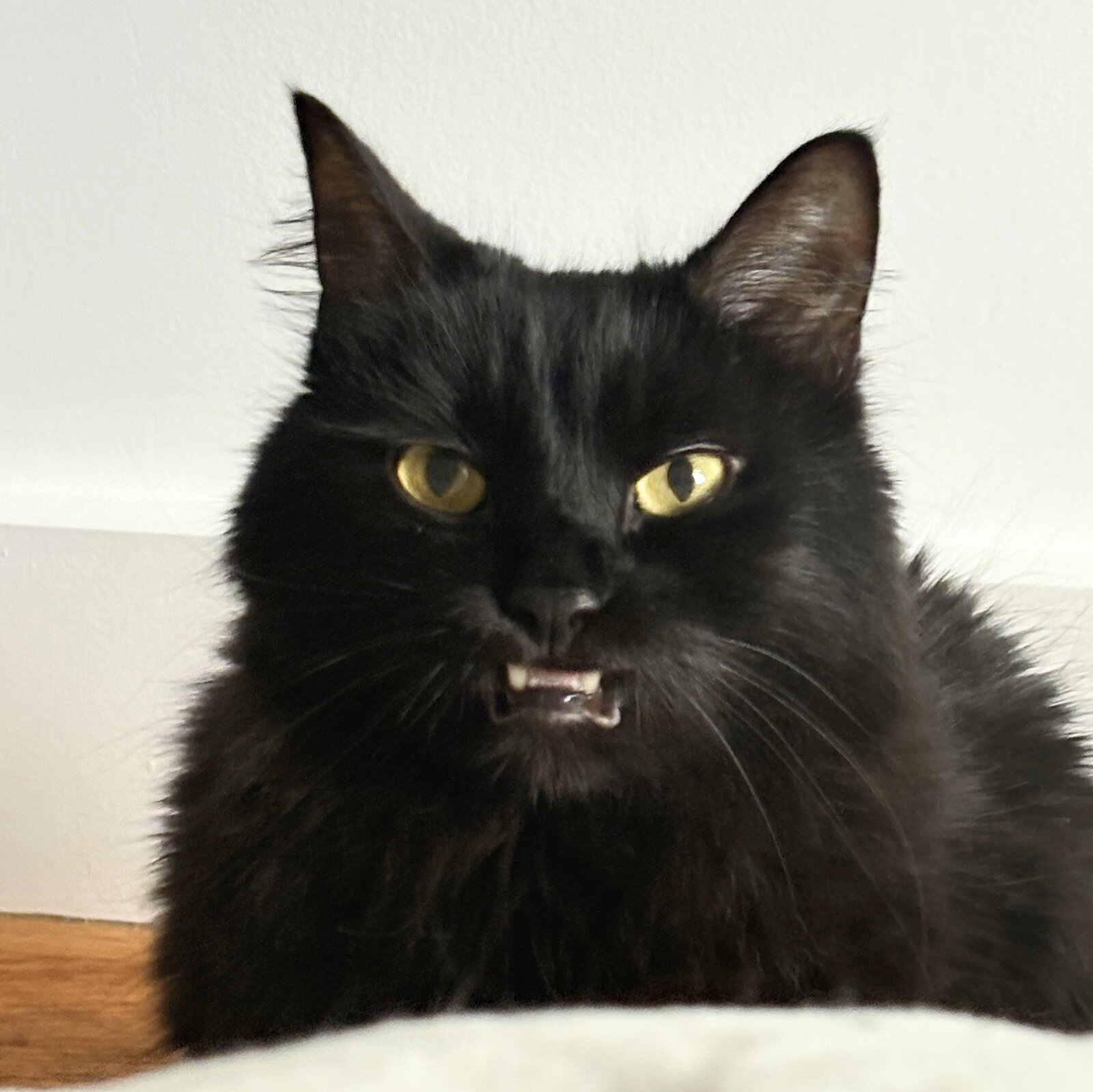 Wooly Garvey - Brooklyn Cat Cafe