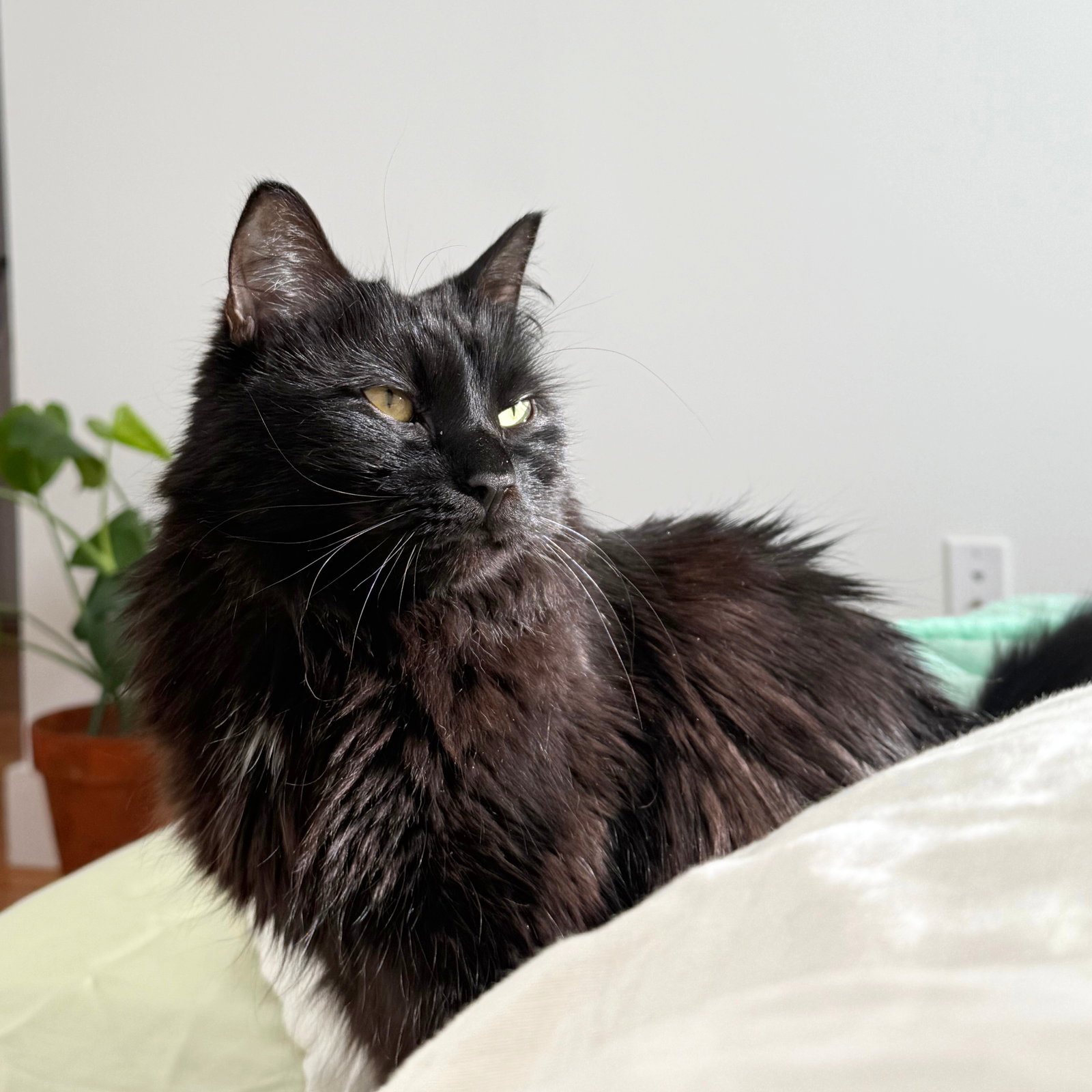 Wooly Garvey - Brooklyn Cat Cafe