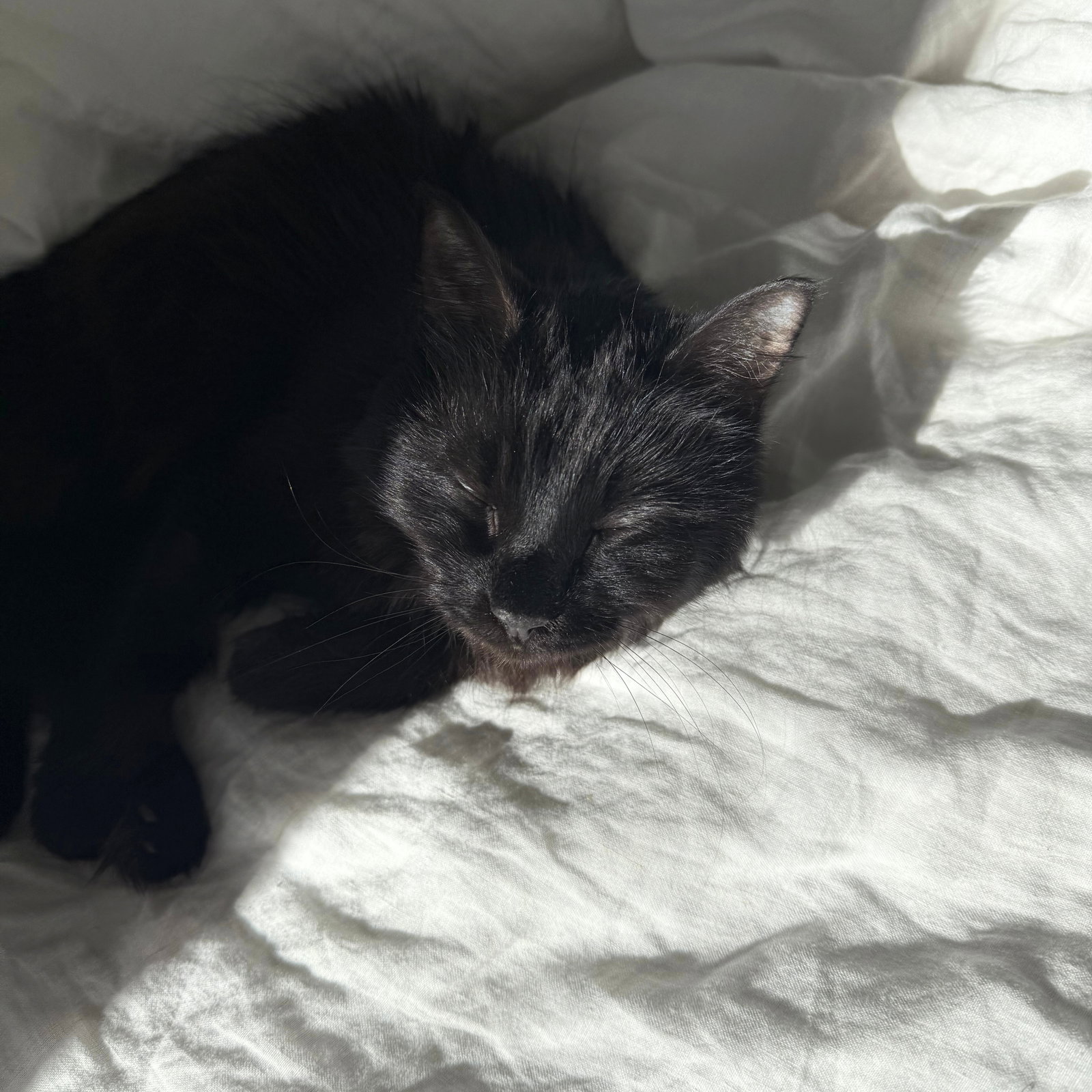 Wooly Garvey - Brooklyn Cat Cafe