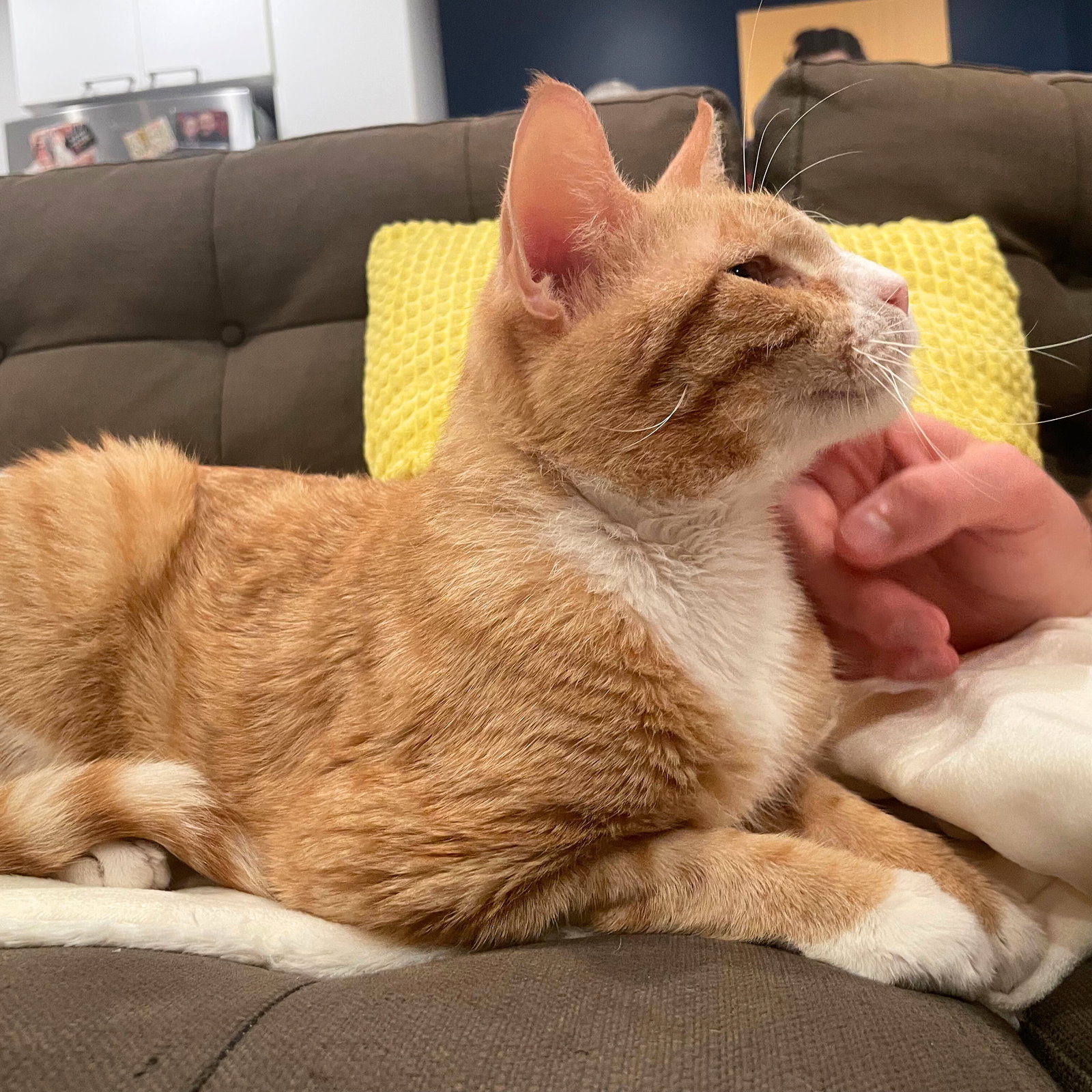 Vicar - Brooklyn Cat Cafe