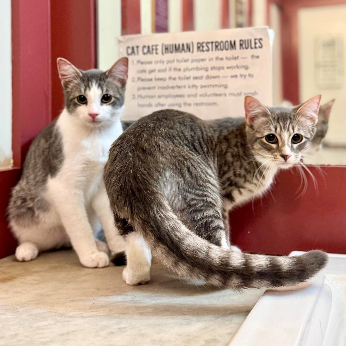 Joel & Micah - Brooklyn Cat Cafe