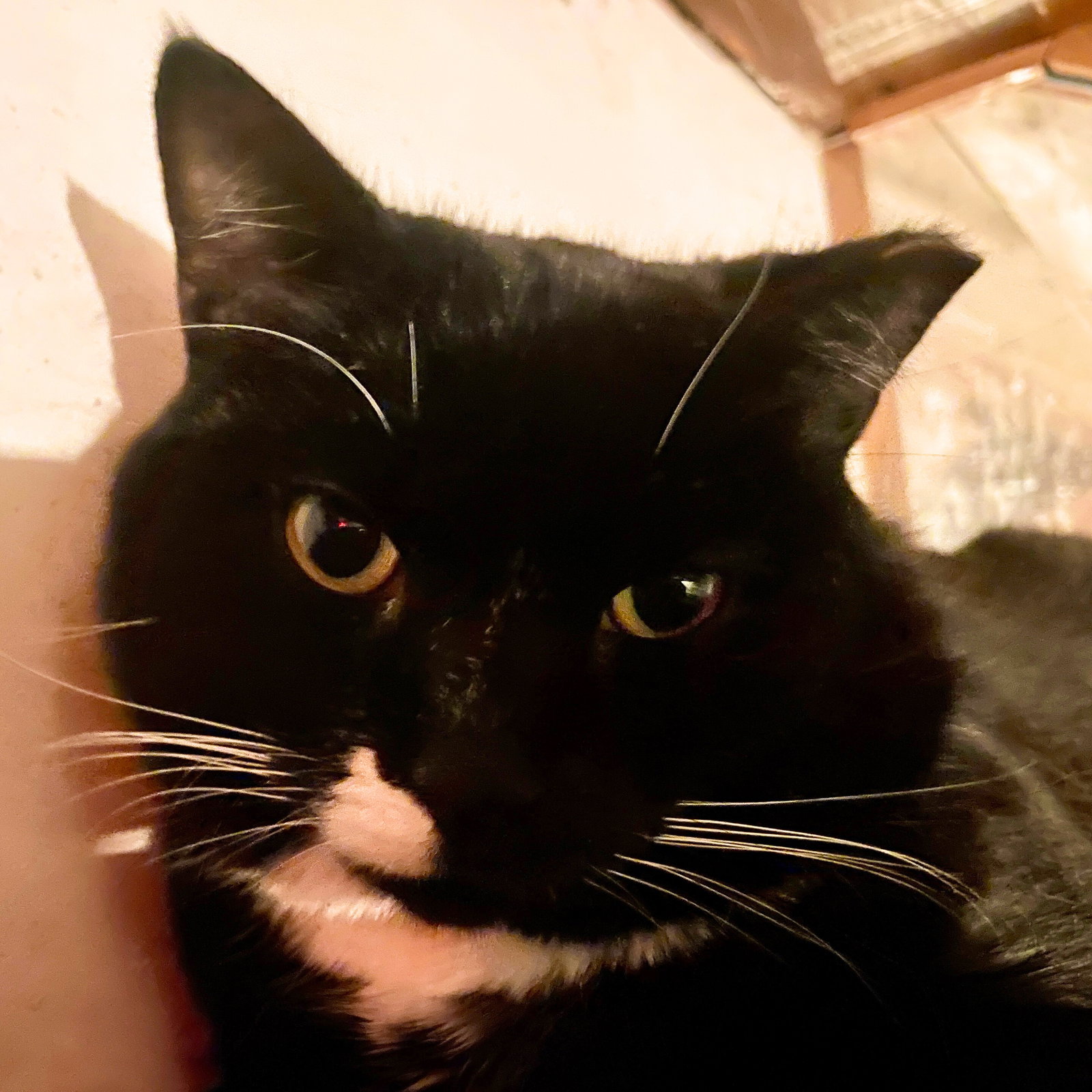 Jerome - Brooklyn Cat Cafe