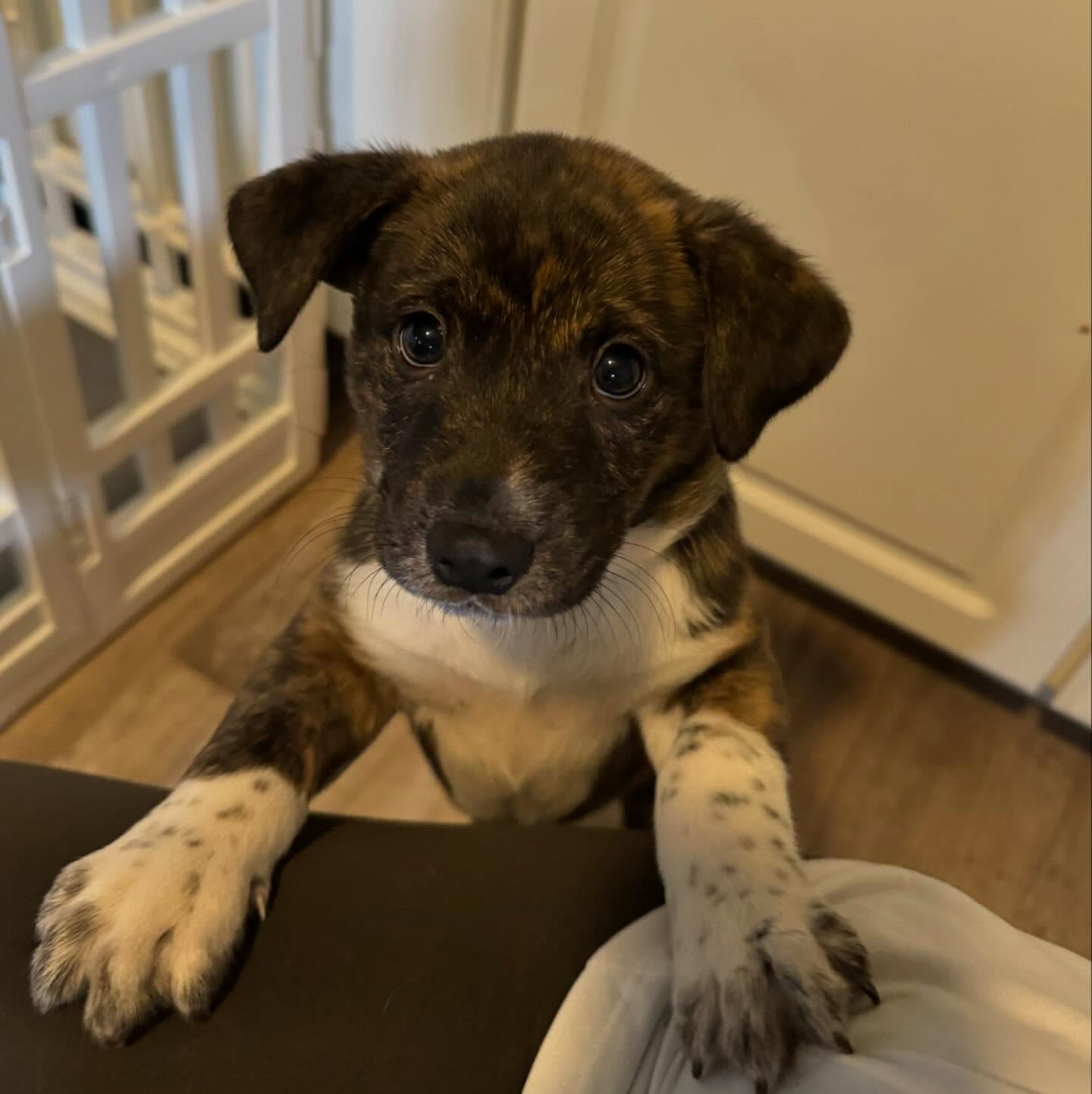 Scout's Honor Rescue | Nicky