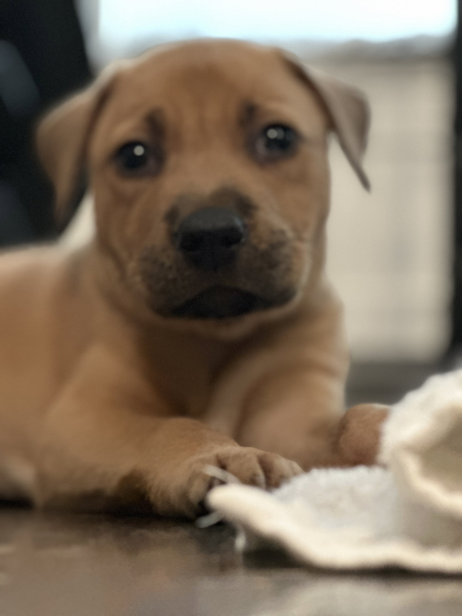 Scout's Honor Rescue | Darwin