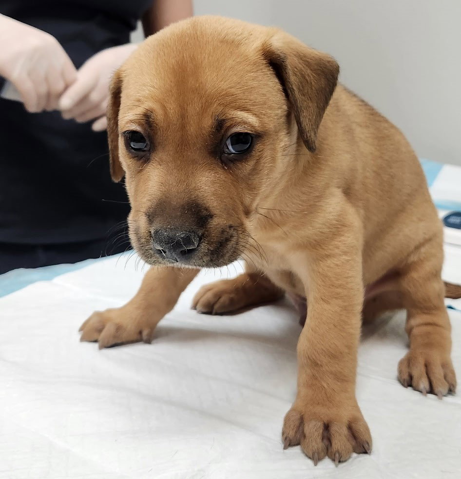 Scout's Honor Rescue | Darwin