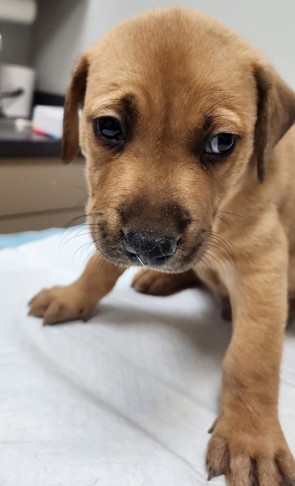 Scout's Honor Rescue | Darwin