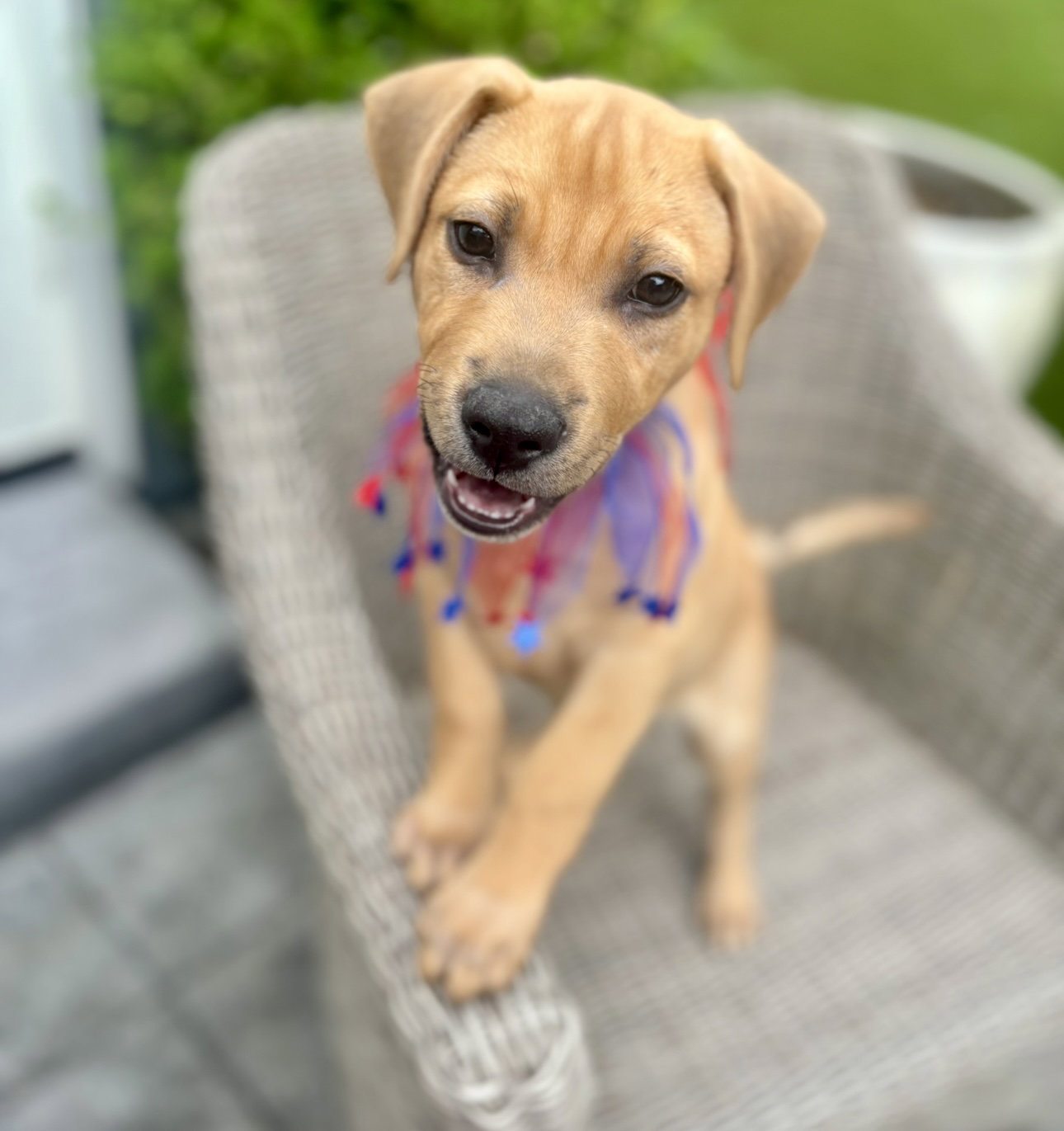 Scout's Honor Rescue | Darwin