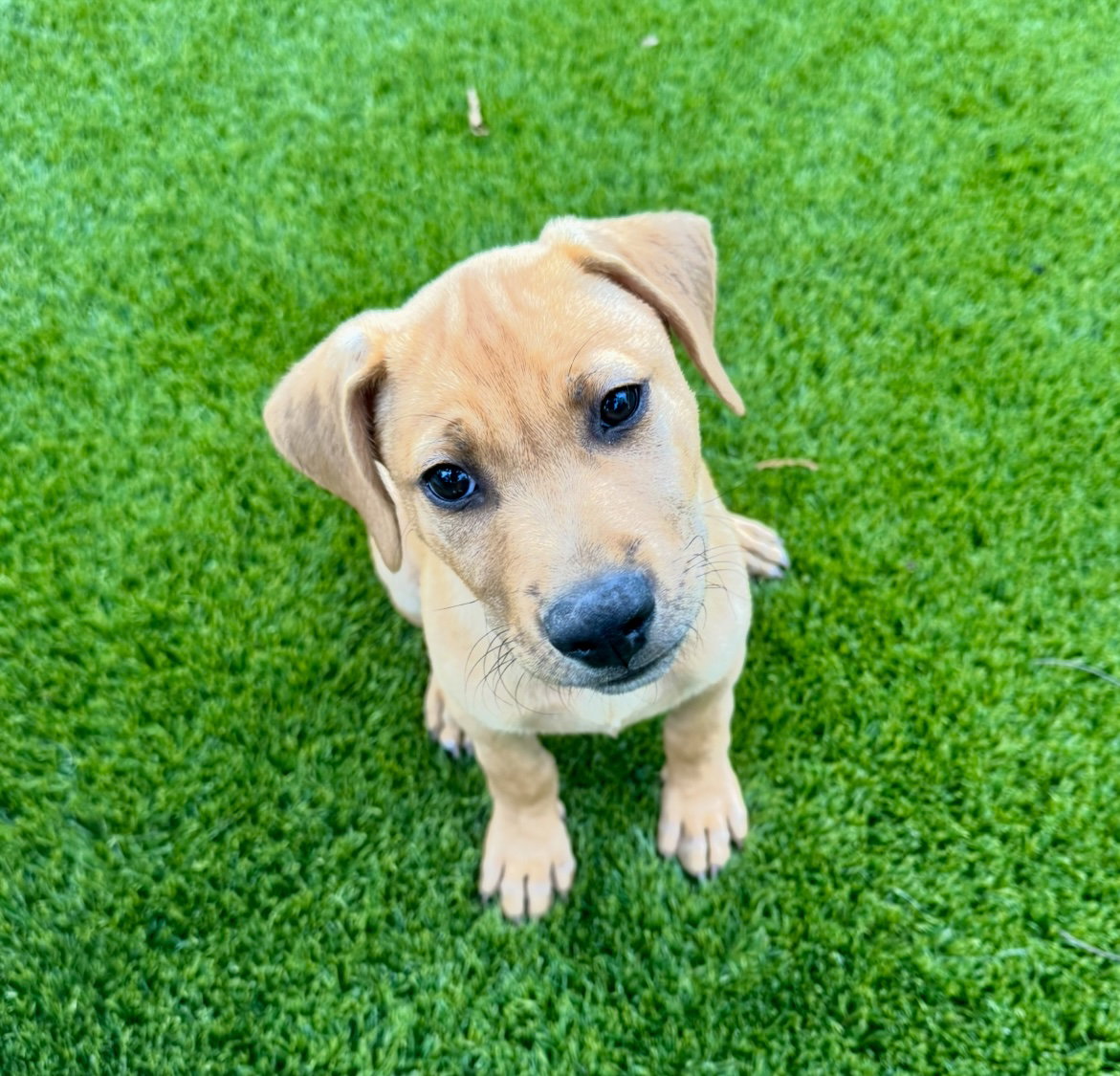 Scout's Honor Rescue | Darwin