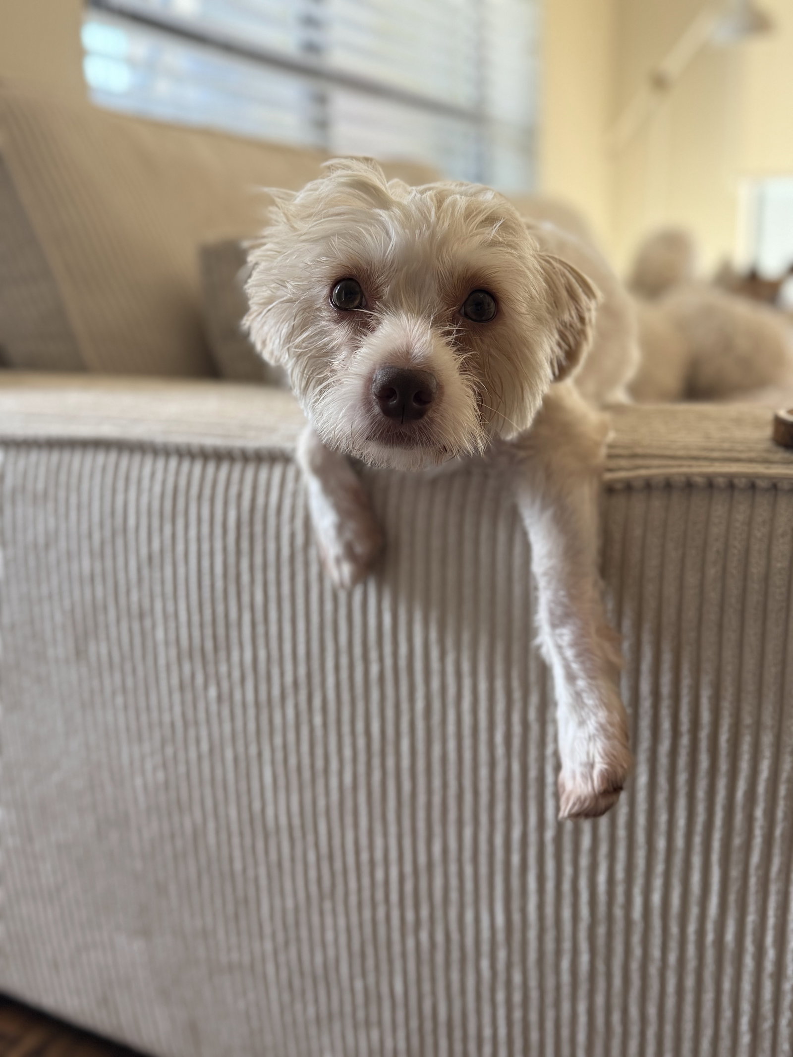 Scout's Honor Rescue | Noodles