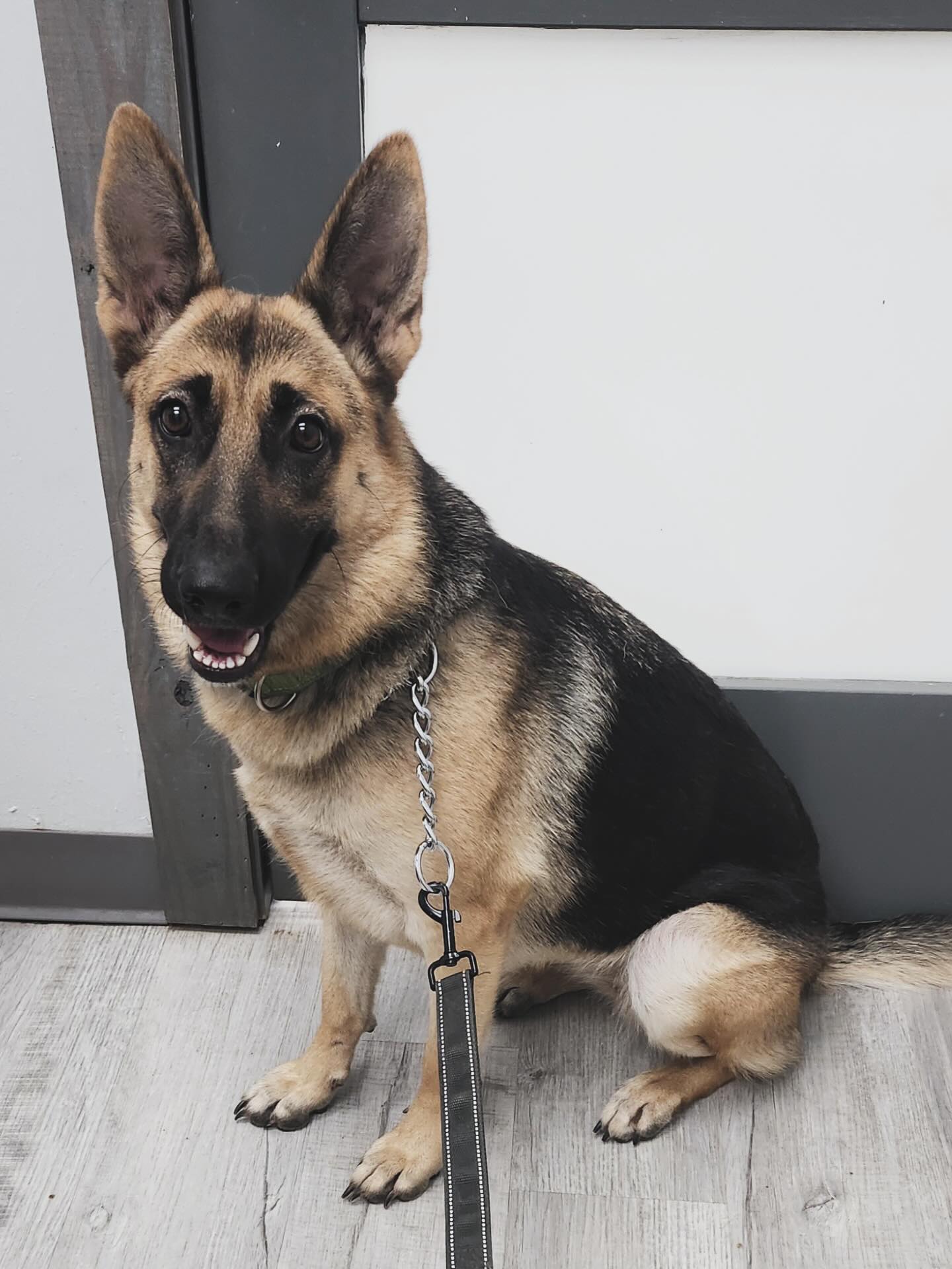 Scout's Honor Rescue | Rose