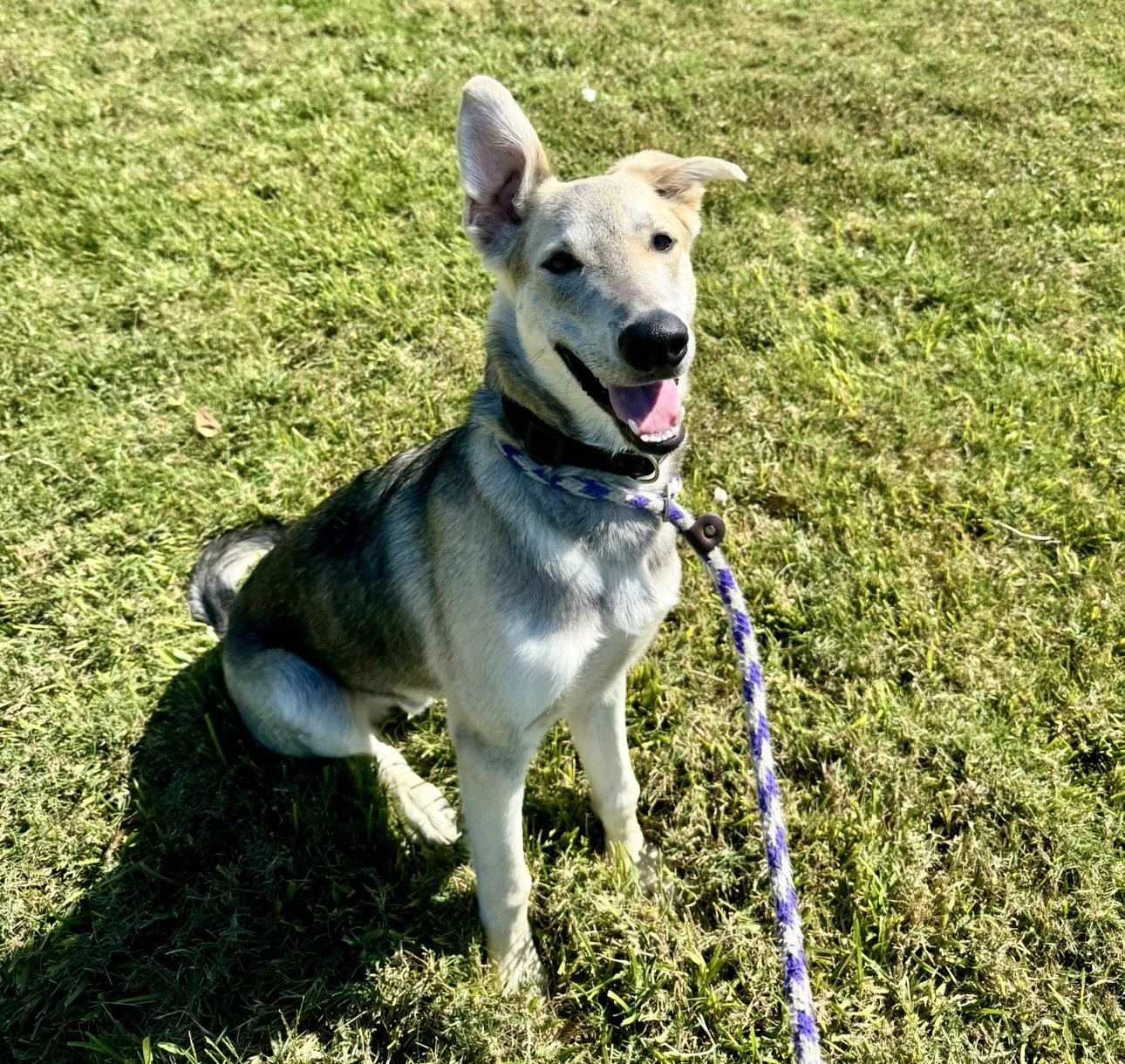 Scout's Honor Rescue | Dogs