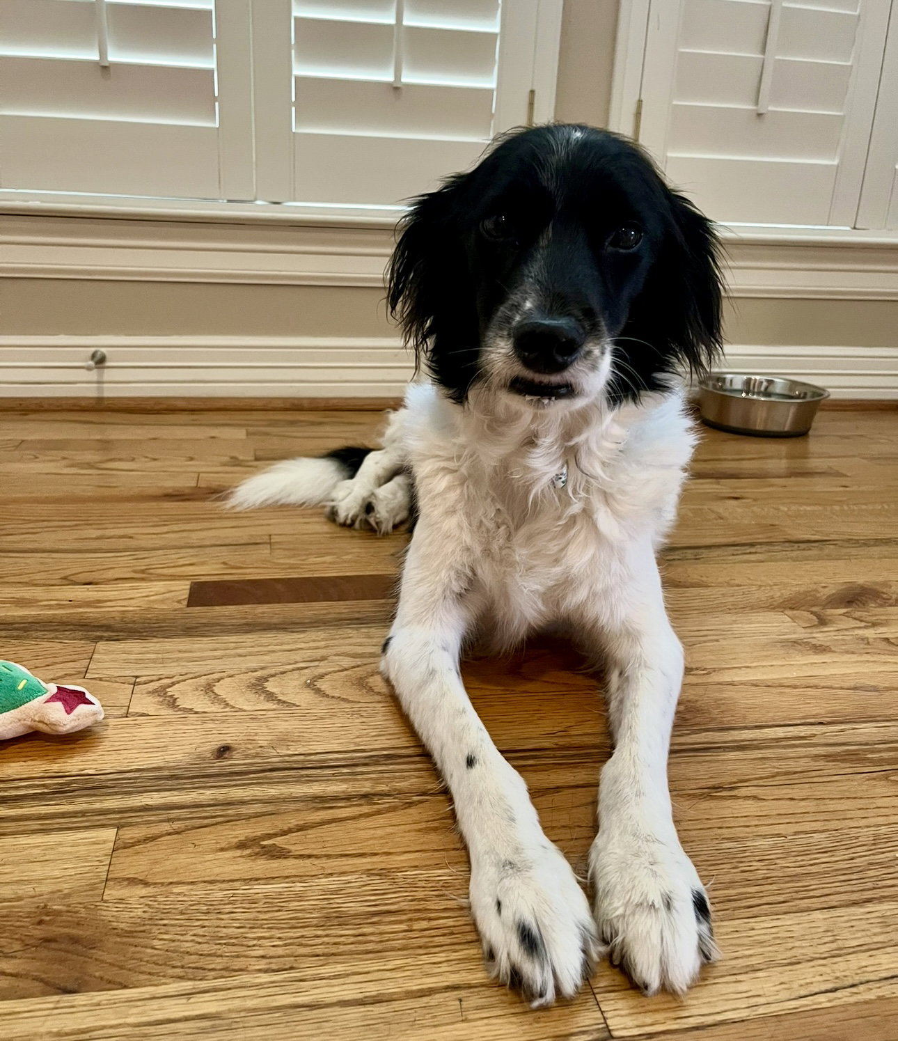 Scout's Honor Rescue | Winnie