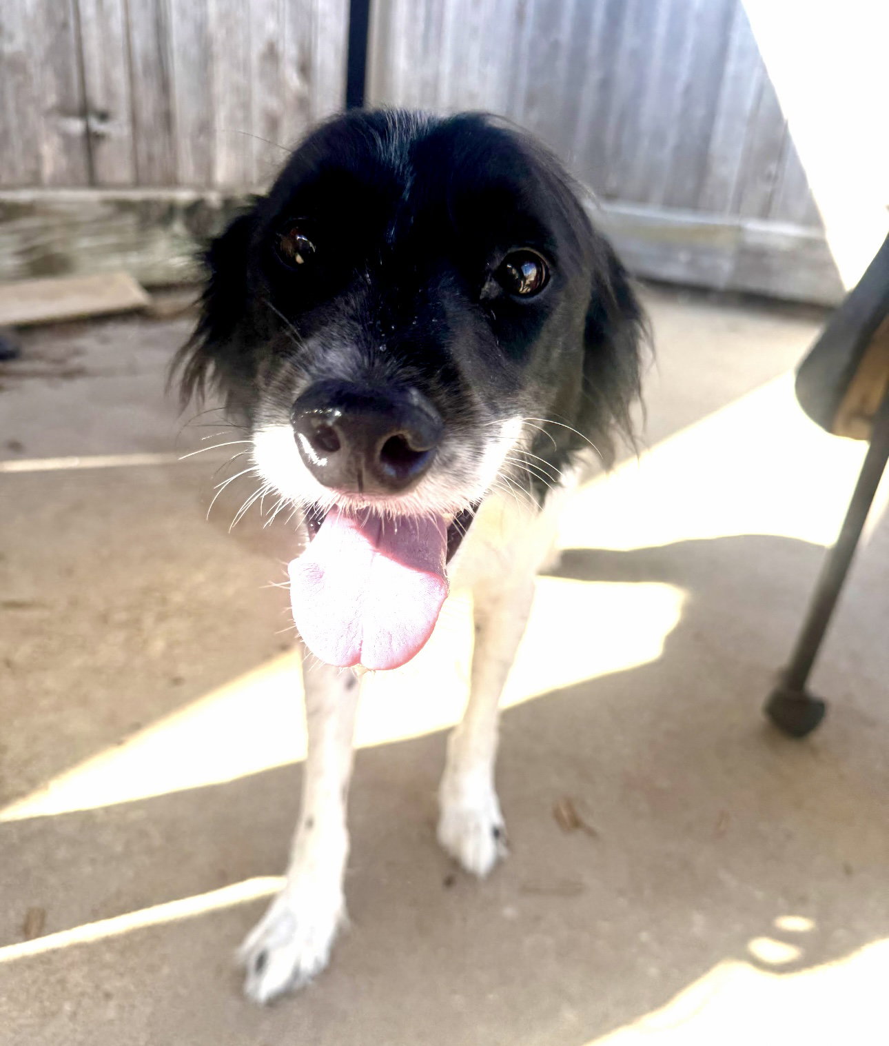 Scout's Honor Rescue | Winnie