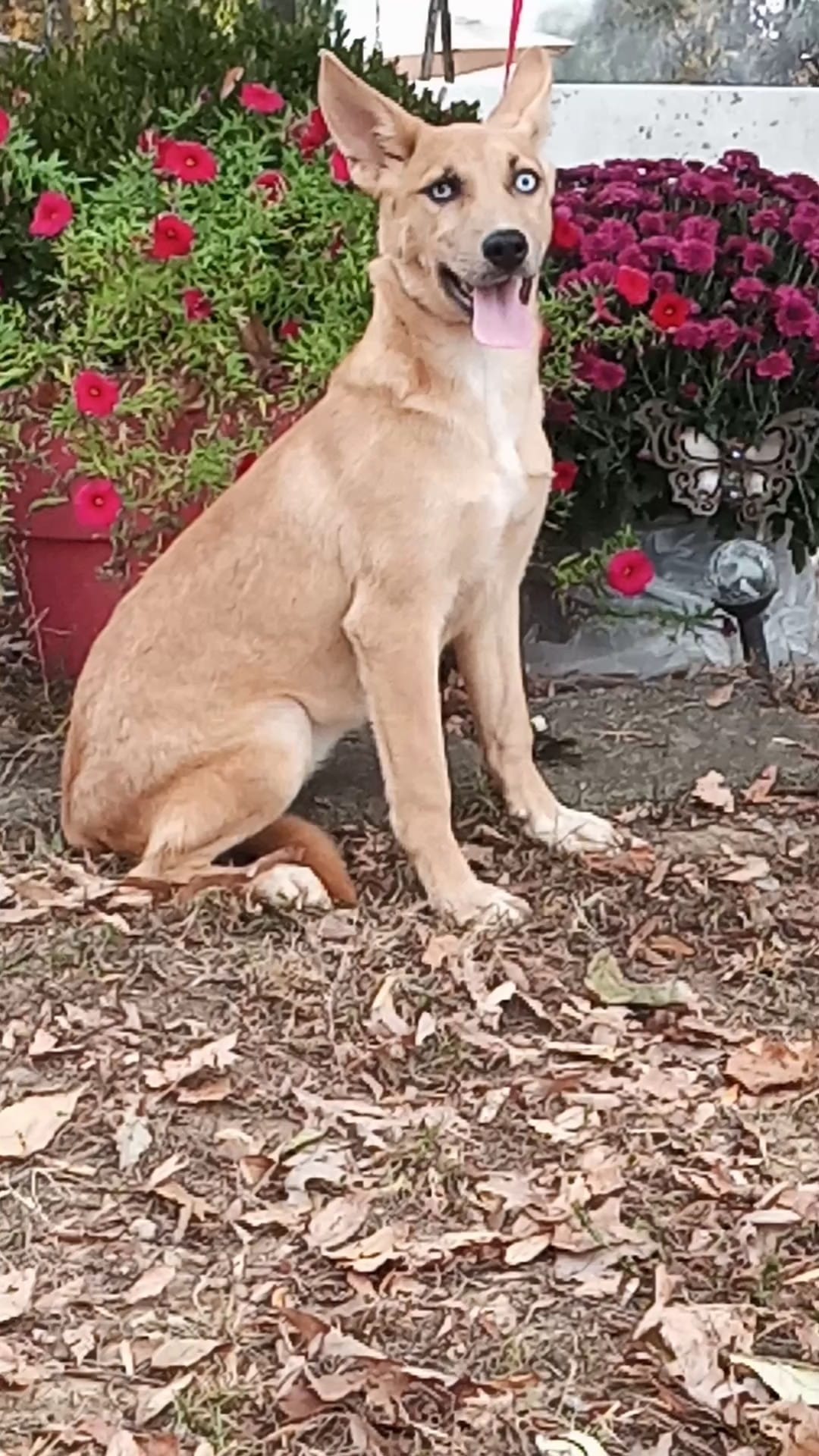 Dog for Adoption - EMILIA, a Australian Cattle Dog/Blue Heeler in ...