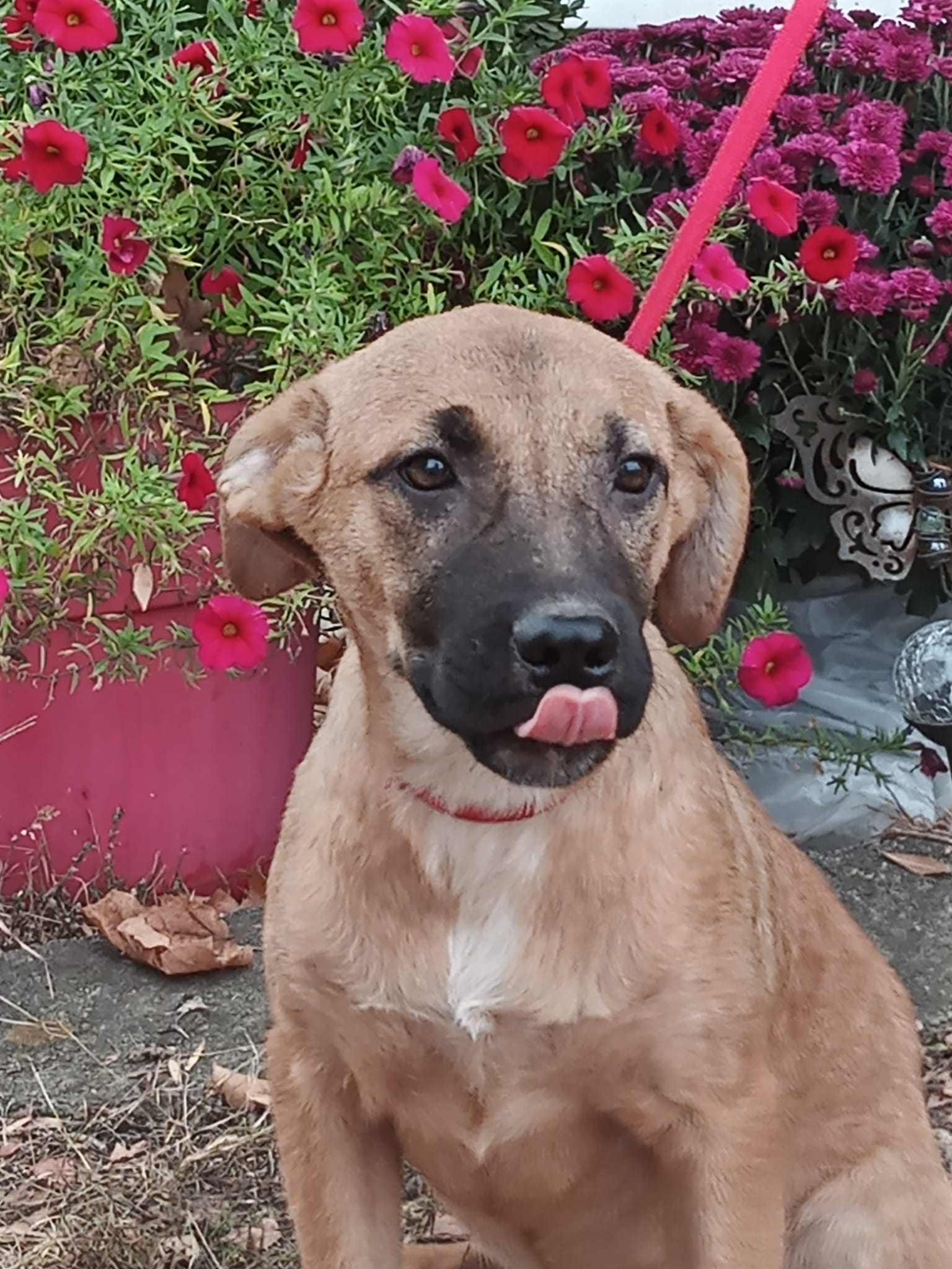 Dog for Adoption - EDIRA, a Australian Cattle Dog/Blue Heeler in ...
