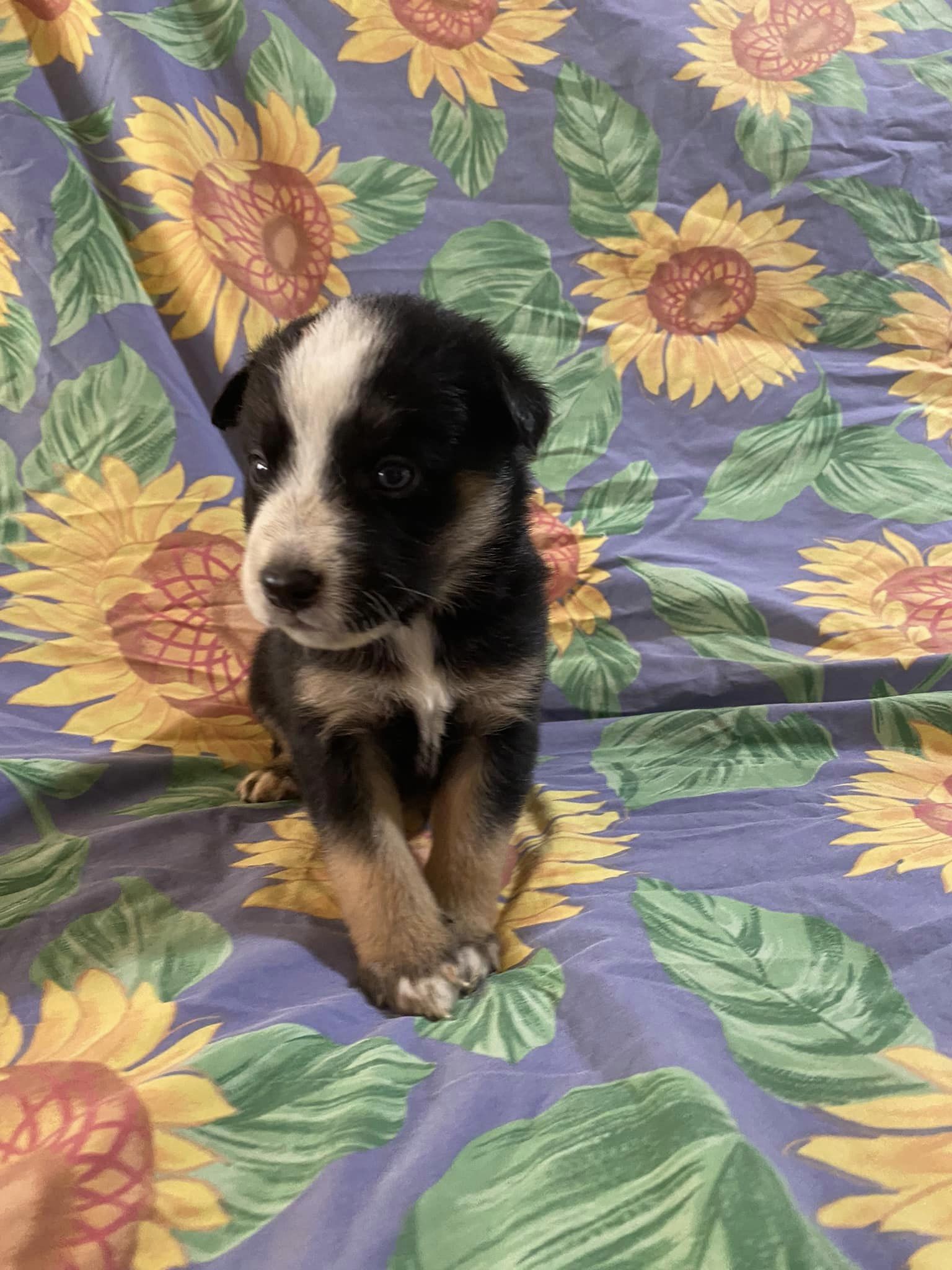 Dog for Adoption - CYRUS/ ADOPTED, a Border Collie in Hopkins County ...