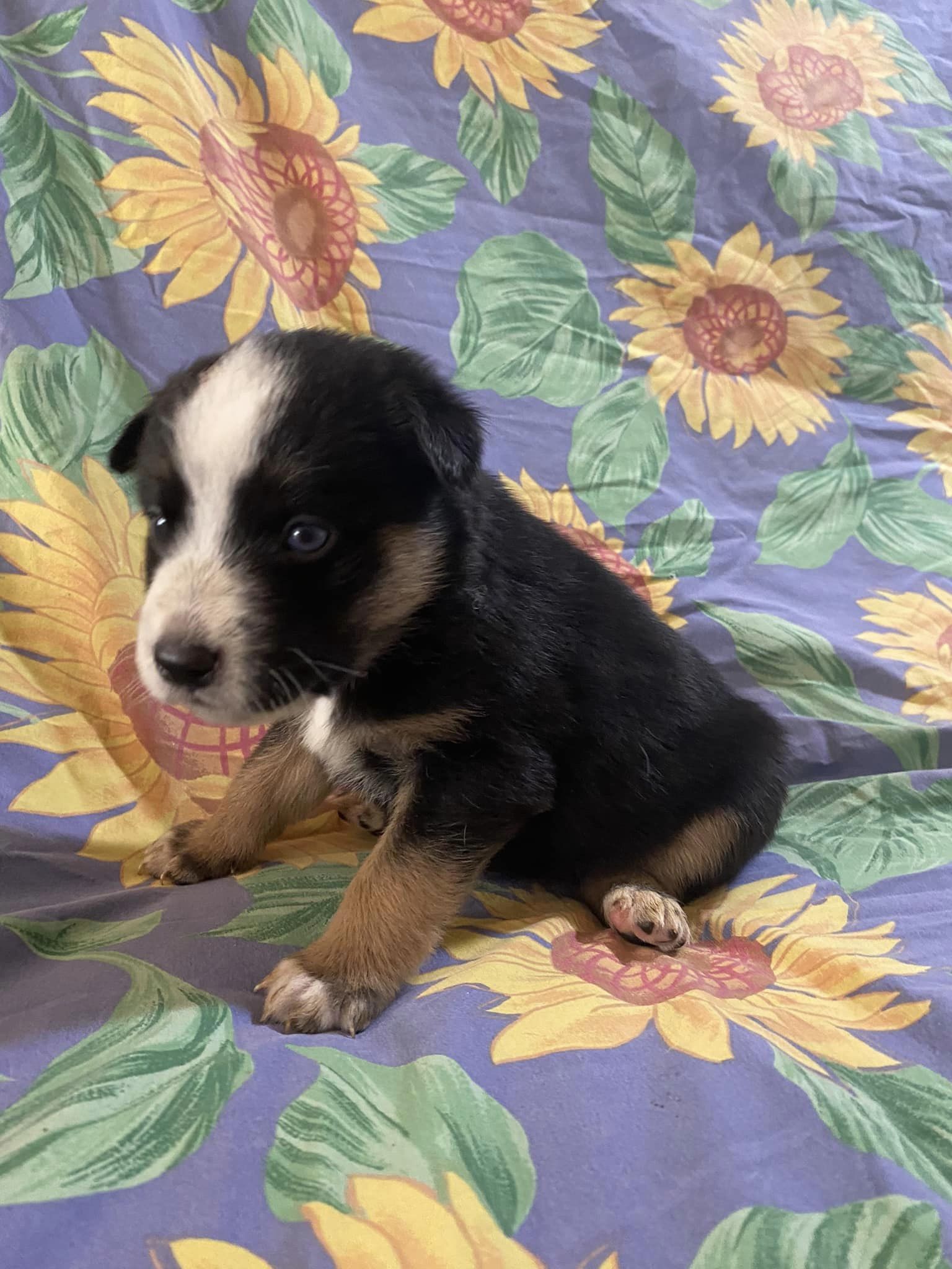 Dog for Adoption - CYRUS, a Border Collie in Hopkins County, KY | Alpha Paw