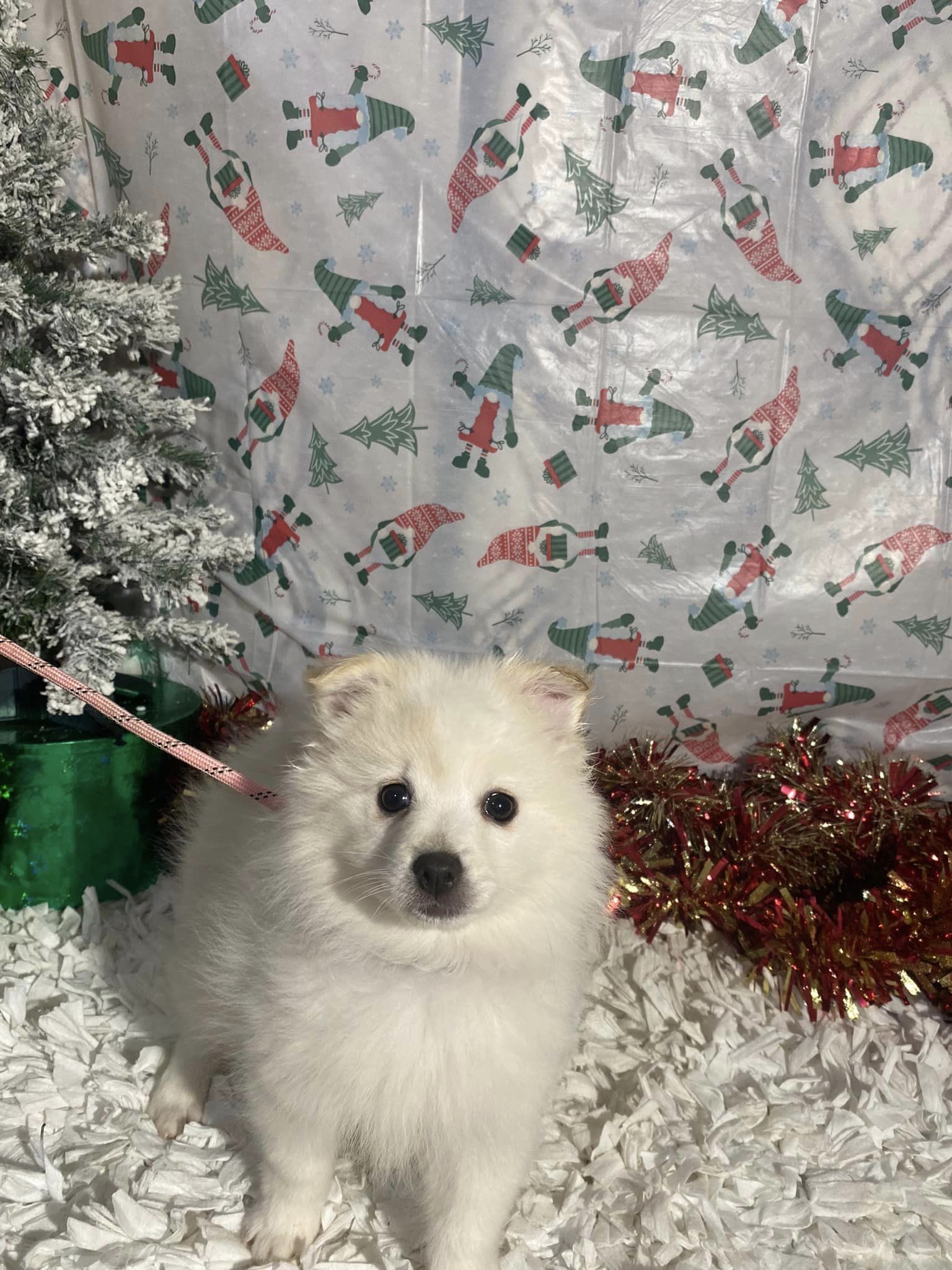 Dog for Adoption - Cecilia/ADOPTED, a Pomeranian in Fort Campbell North ...