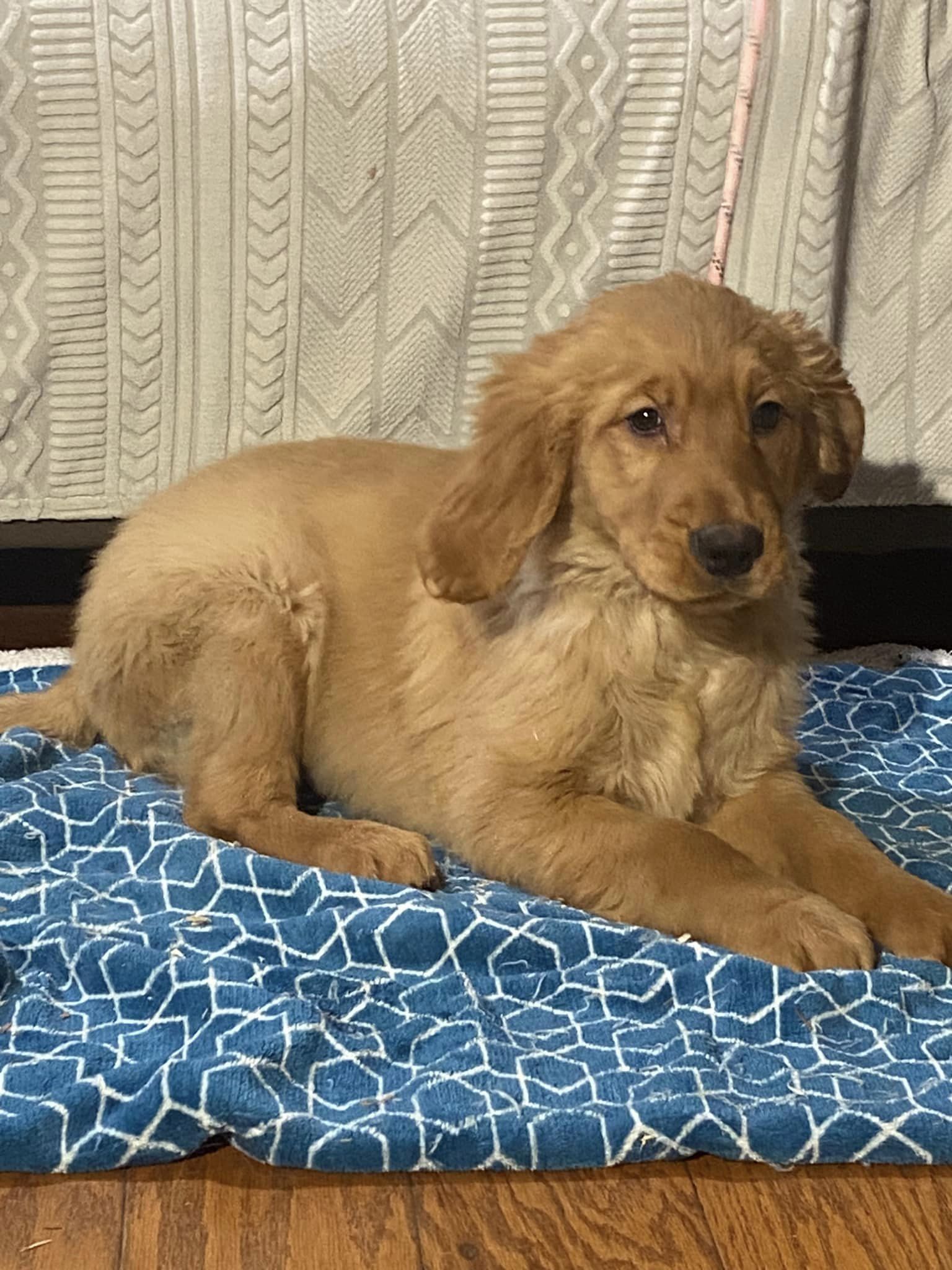 Dog for Adoption - Bess 6/ ADOPTED, a Golden Retriever in Greenville, KY | Alpha Paw