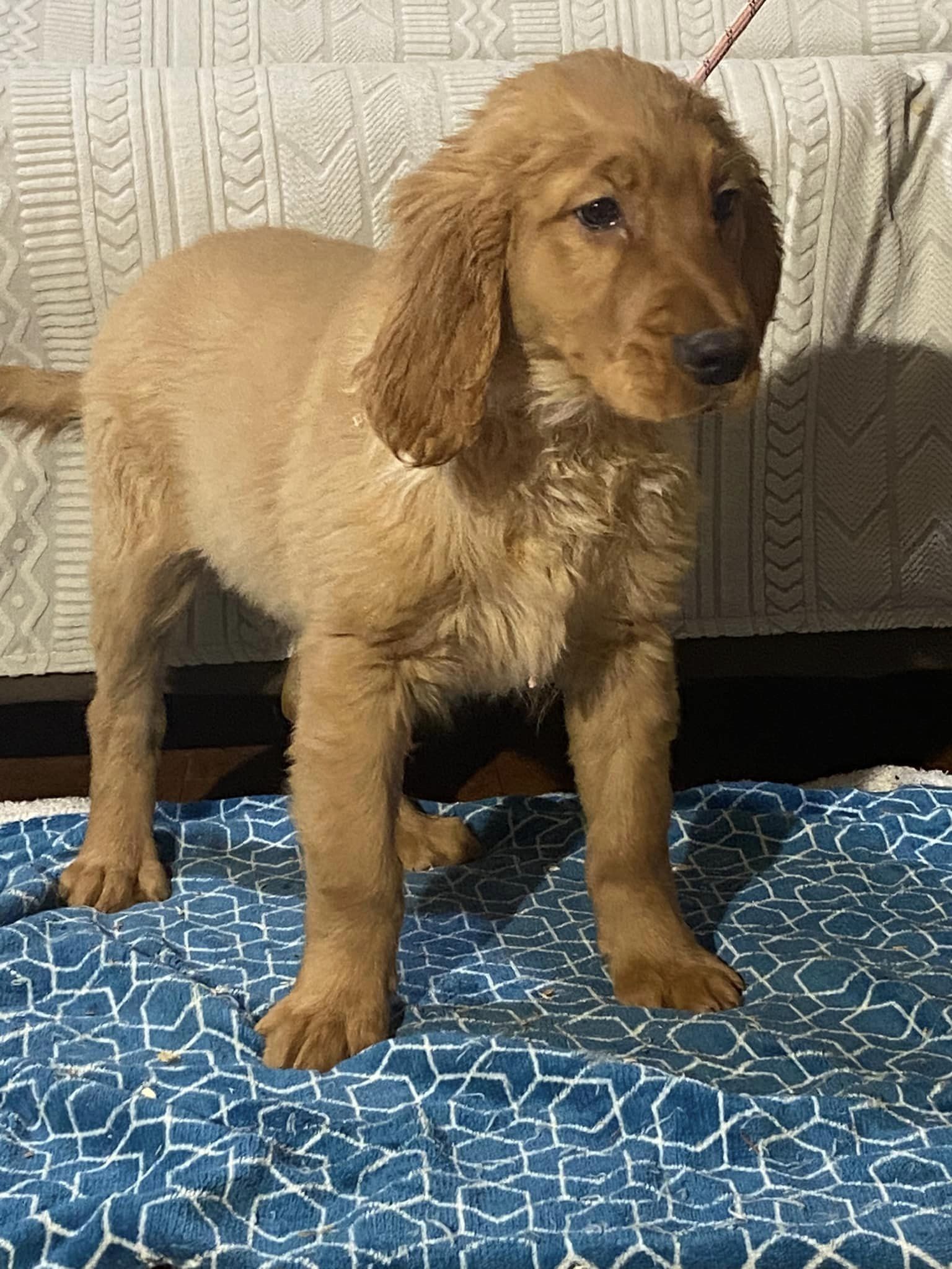 Dog for Adoption - Bess 6/ ADOPTED, a Golden Retriever in Greenville ...