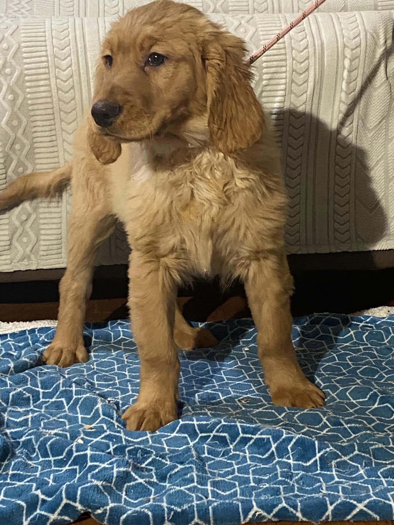 Dog for Adoption - Bess 6/ ADOPTED, a Golden Retriever in Hopkins ...