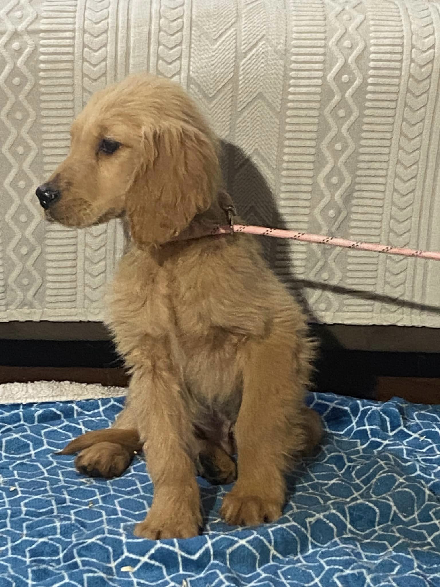 Dog for Adoption - Abbott 4/ ADOPTED, a Golden Retriever in Lyon County ...