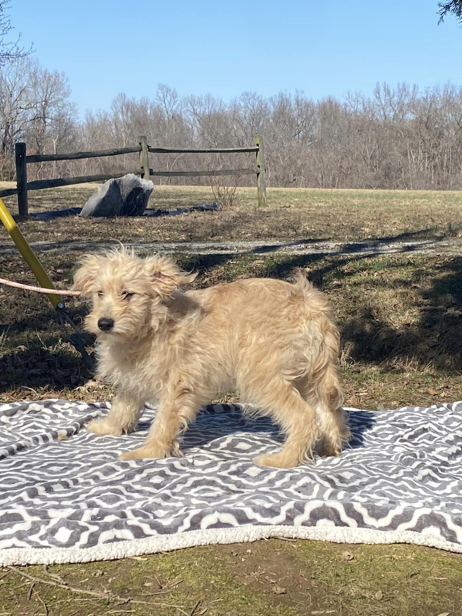 Dog for Adoption - Colby, a Golden Retriever in Henderson County, KY ...