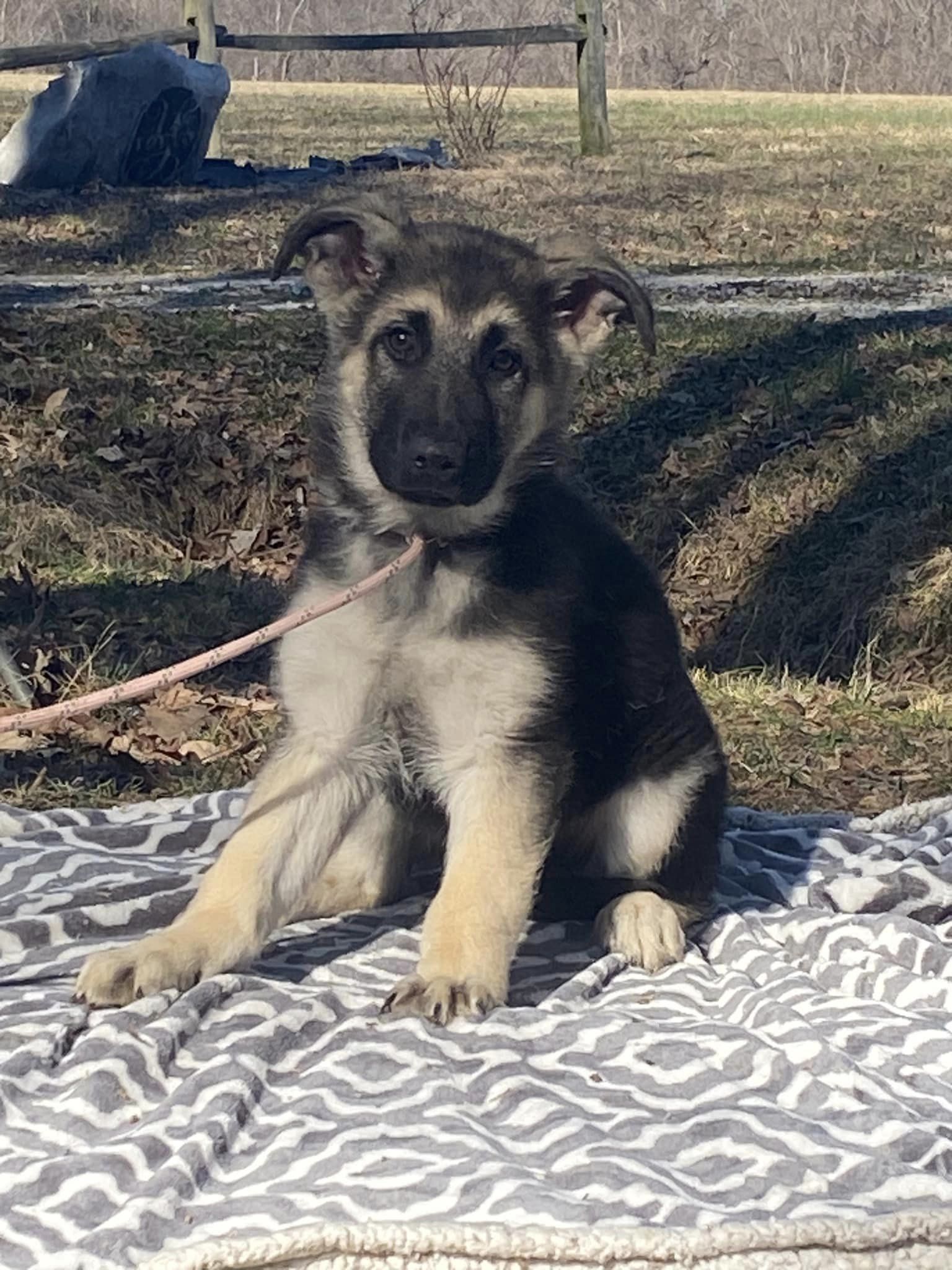 Dog for Adoption - Dalton, a German Shepherd Dog in Murray, KY | Alpha Paw