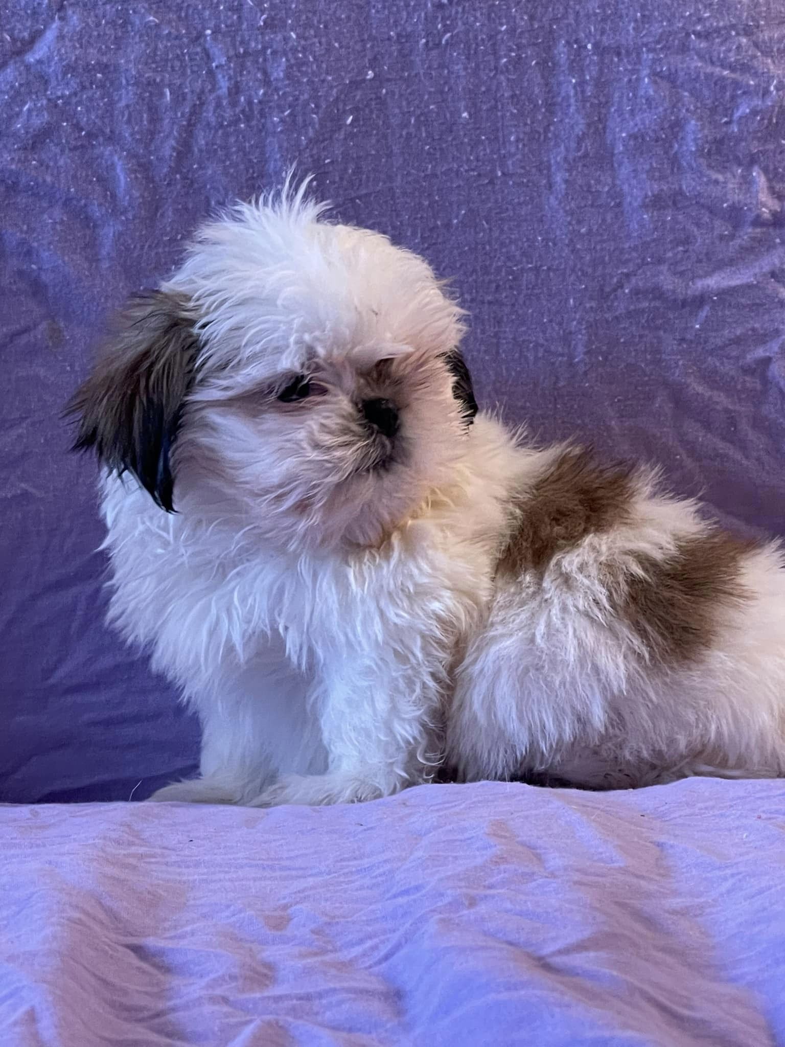Dog for Adoption - Denver/ADOPTED, a Shih Tzu in Shawneetown, IL ...