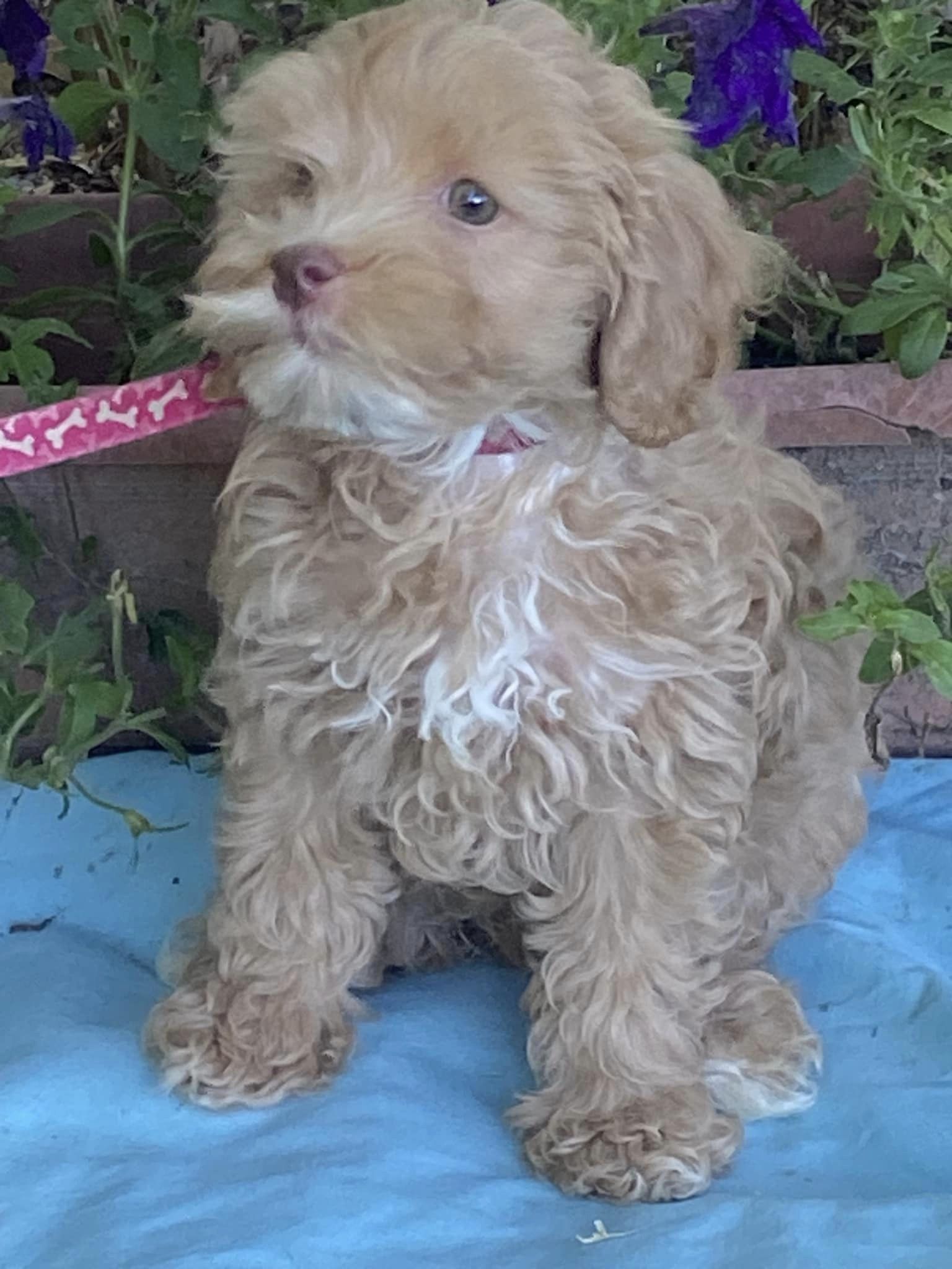 Dog for Adoption - Arrow/PENDING, a Cockapoo in Dover, TN | Alpha Paw