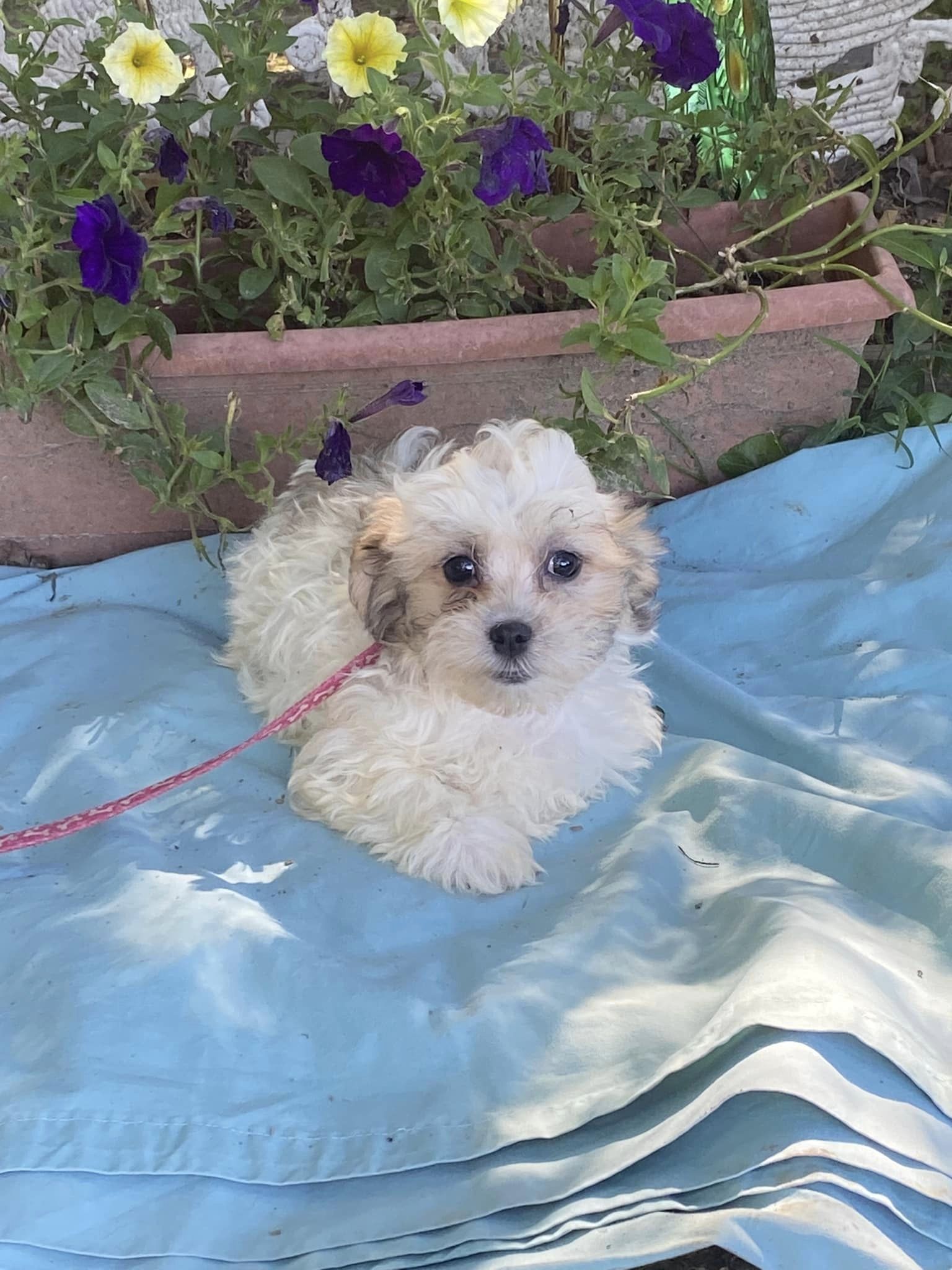 Dog for Adoption - Brennan/ ADOPTED, a Bichon Frise in Lyon County, KY ...