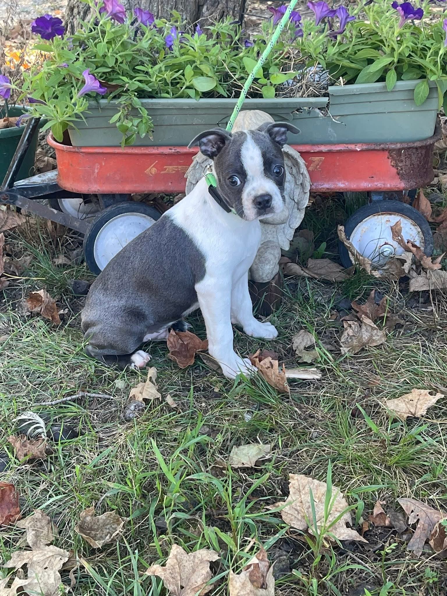 Dog for Adoption - BLUEY, a Boston Terrier in Paducah, KY | Alpha Paw