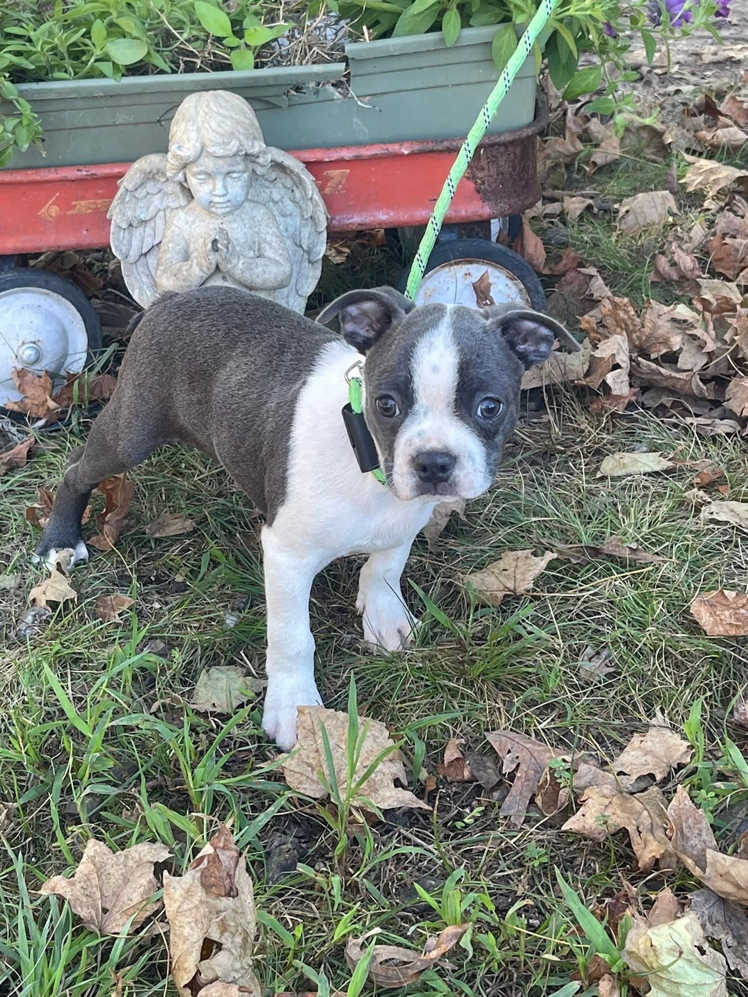 Dog for Adoption - BLUEY, a Boston Terrier in Paducah, KY | Alpha Paw